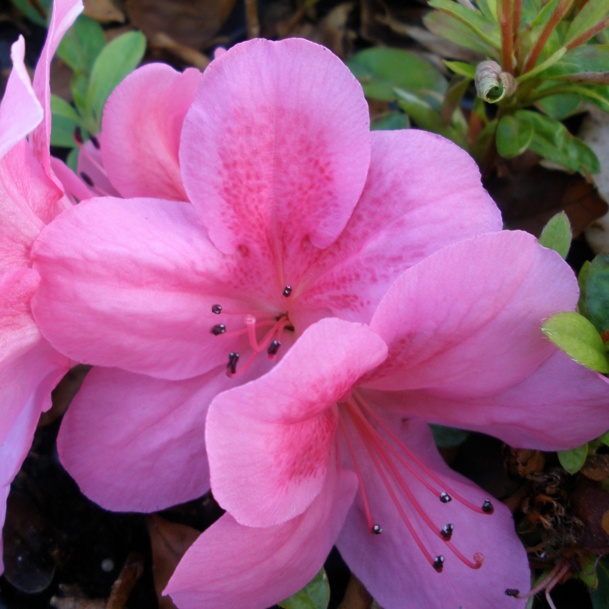 Gaiety Evergreen Azalea - Buy Rhododendron Gaiety online - Millais ...
