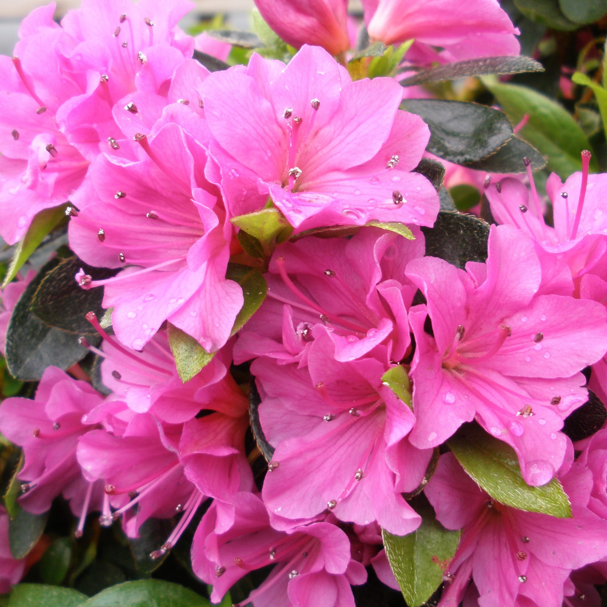 Geisha Purple Evergreen Azalea - Buy Rhododendron Geisha Purple online ...