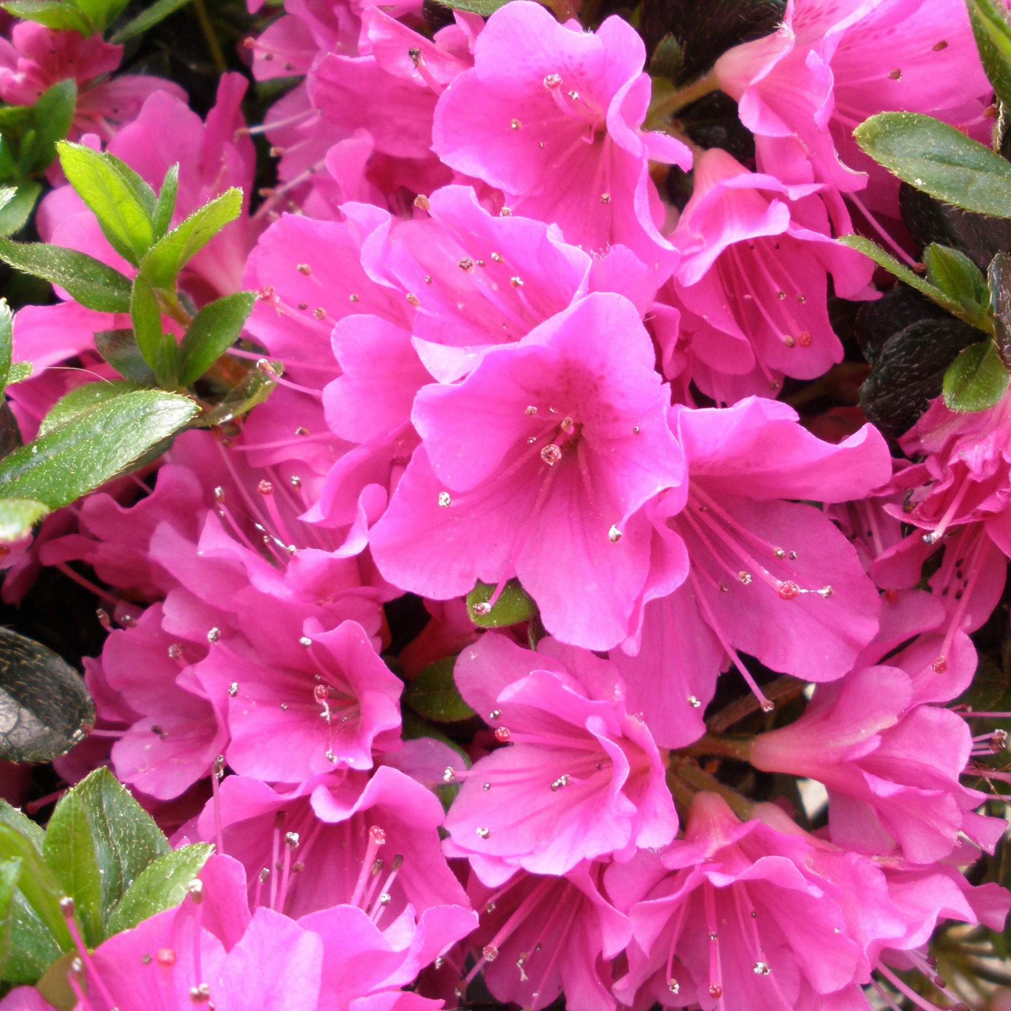 Geisha Purple Evergreen Azalea - Buy Rhododendron Geisha Purple online ...