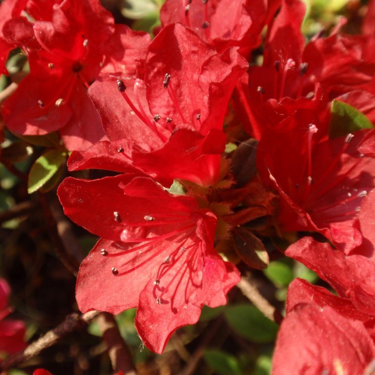 Evergreen Azalea Geisha Red - Buy Geisha Red Rhododendrons online ...