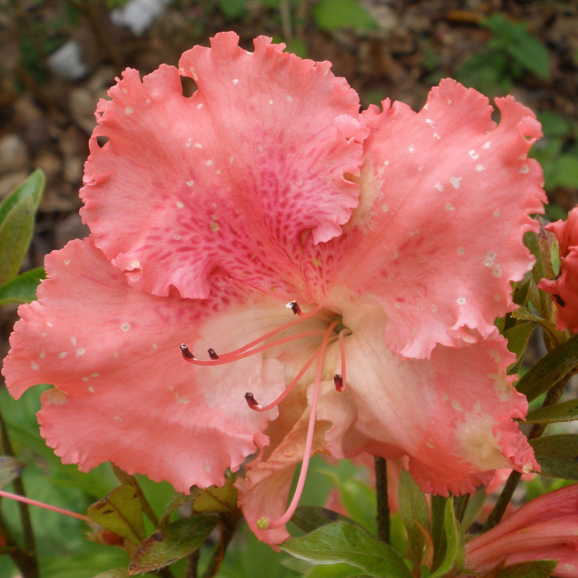 General Wavell Evergreen Azalea - Buy Rhododendron General Wavell ...