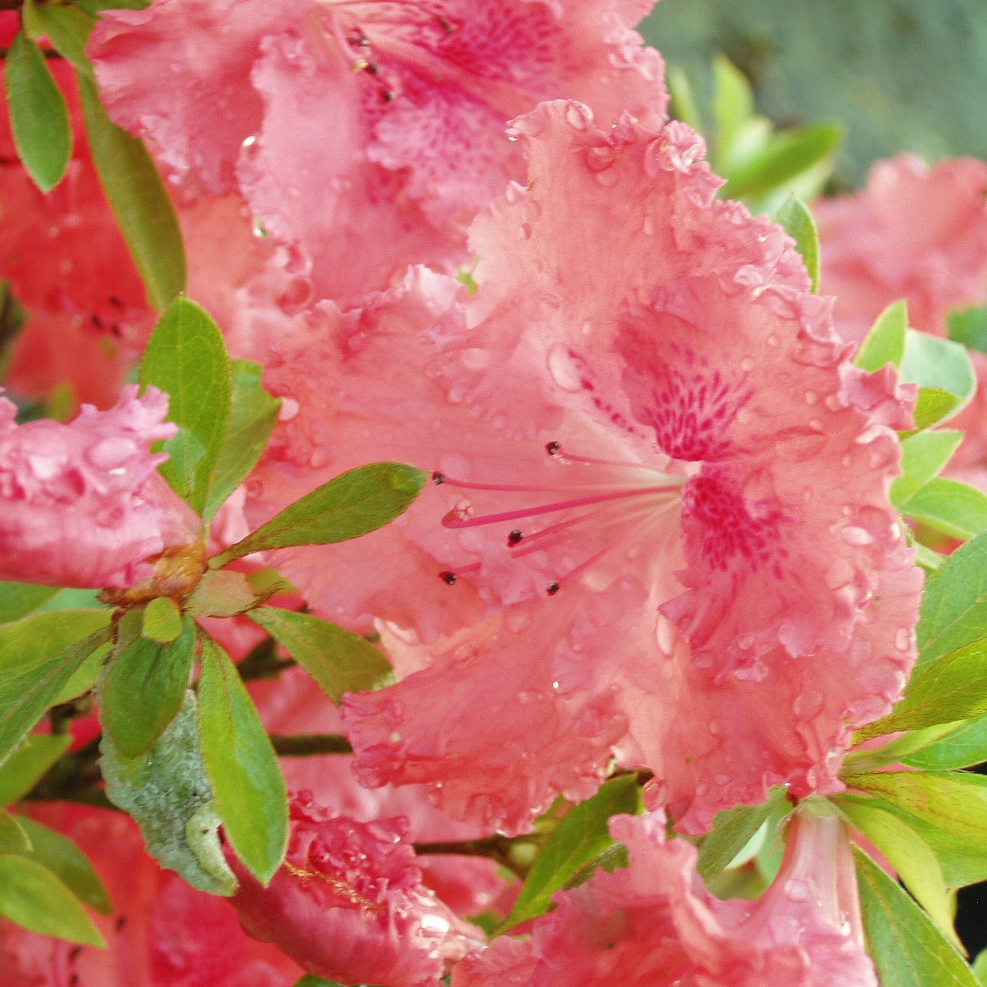 General Wavell Evergreen Azalea - Buy Rhododendron General Wavell ...