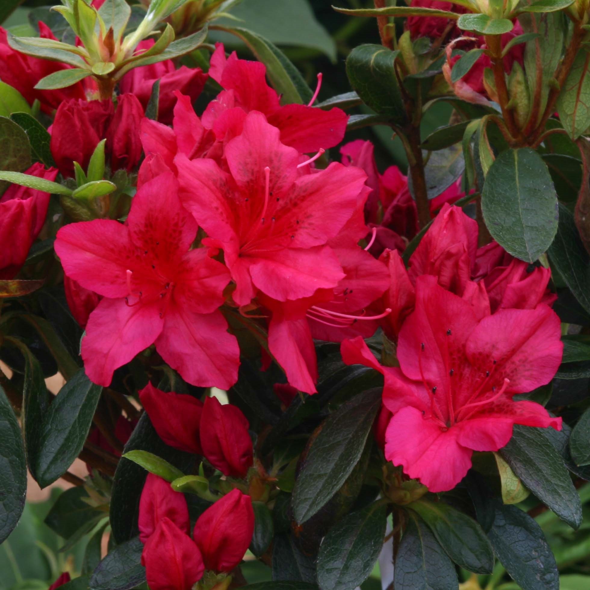 Evergreen Azalea Georg Arends - Buy Georg Arends Azaleas online ...