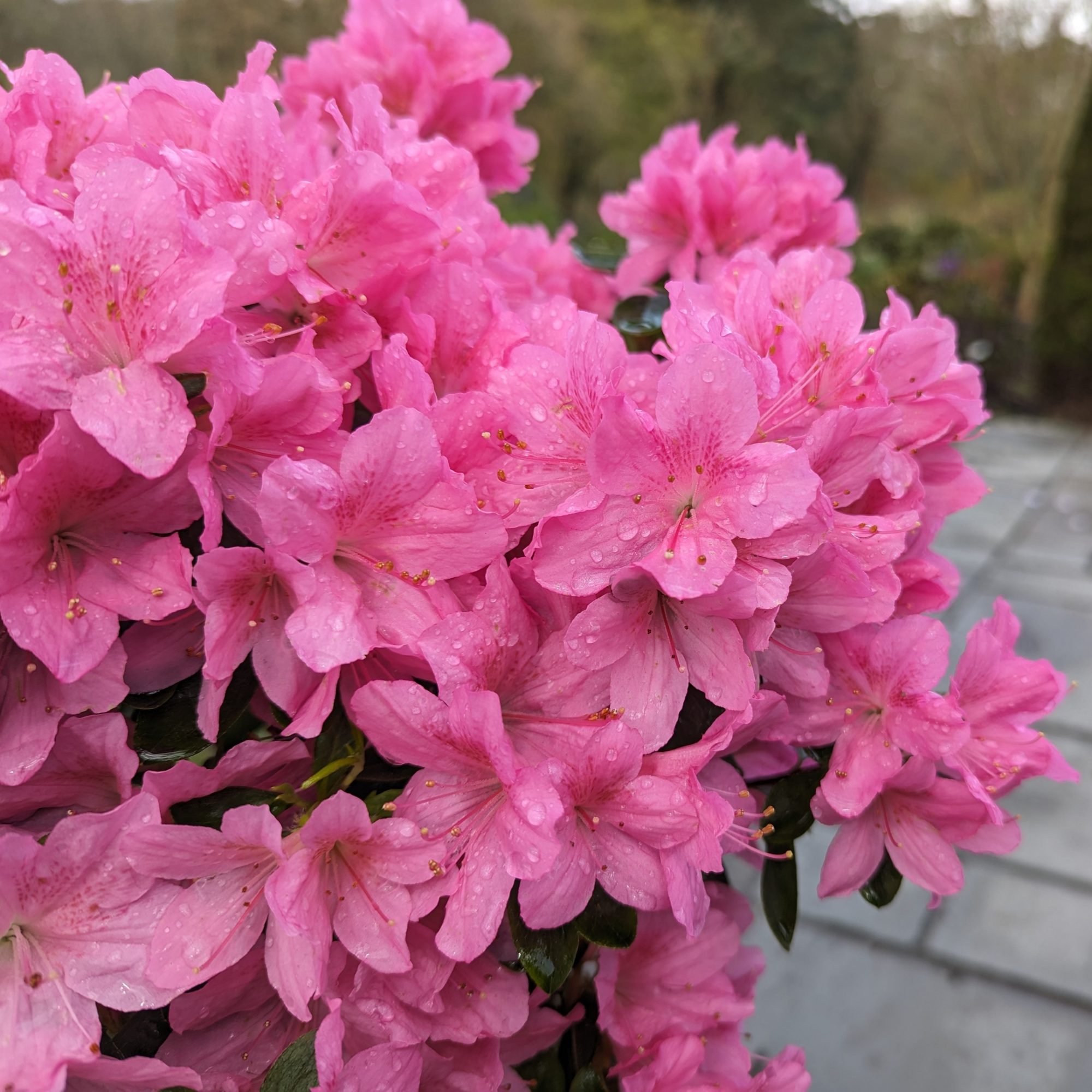 Gilbert Mullie Evergreen Azalea - Buy Rhododendron Gilbert Mullie ...