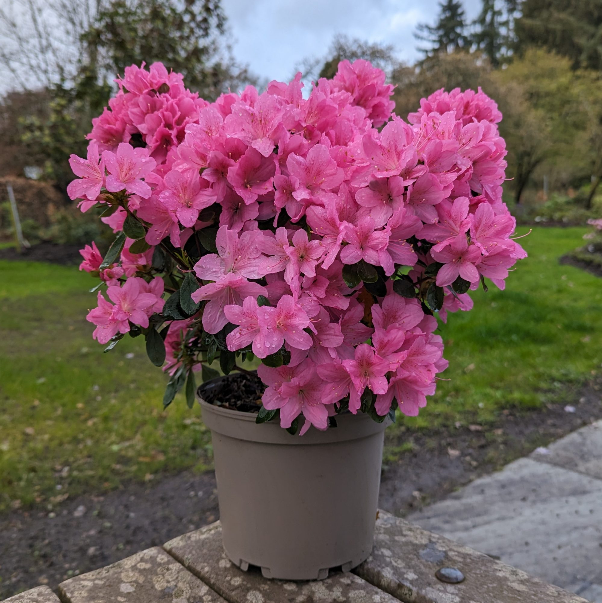 Gilbert Mullie Evergreen Azalea - Buy Rhododendron Gilbert Mullie ...