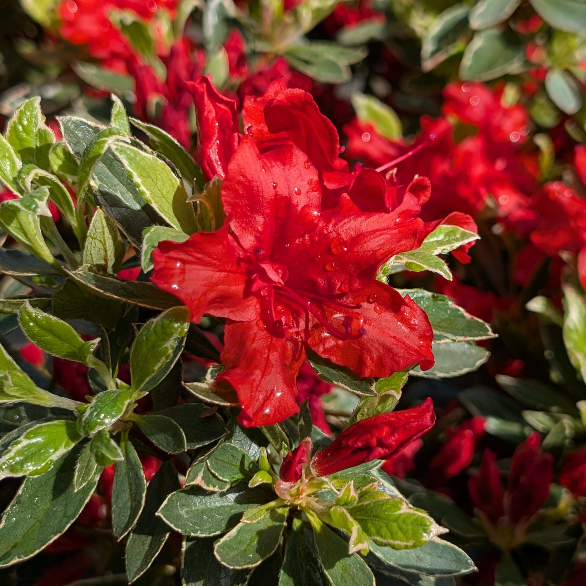 Buy Evergreen Azalea Girard's Variegated Hot Shot online - Millais ...