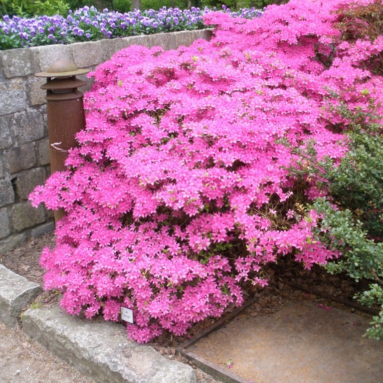 Hatsugiri Evergreen Azalea - Buy Rhododendron Hatsugiri online ...