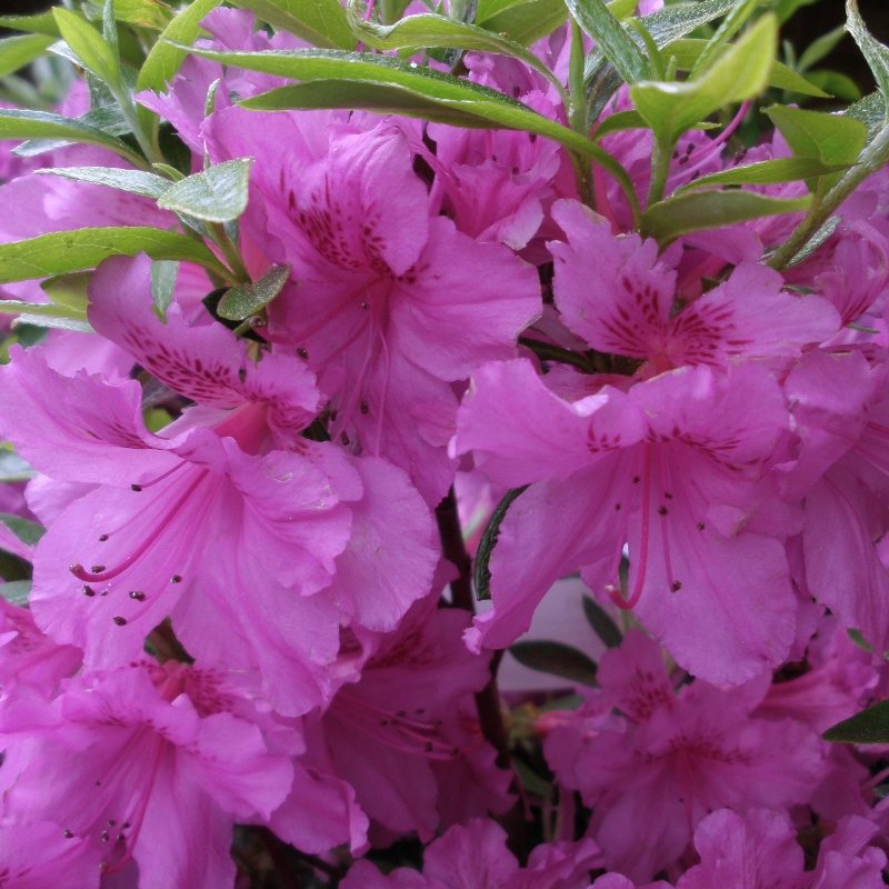 Evergreen Azalea Herbert - Buy Herbert Japanese Azaleas online ...