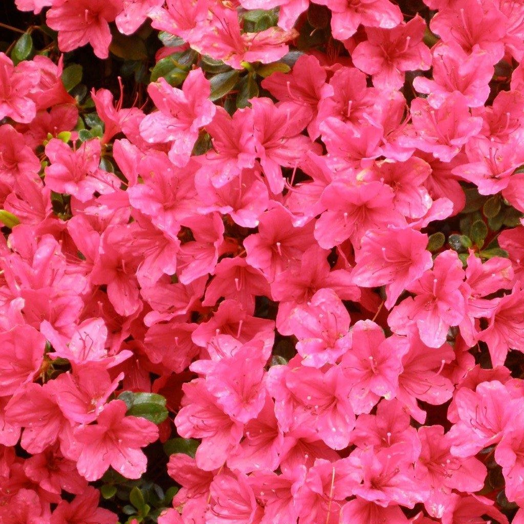 Hino Crimson Evergreen Azalea - Buy Rhododendron Hino Crimson online ...
