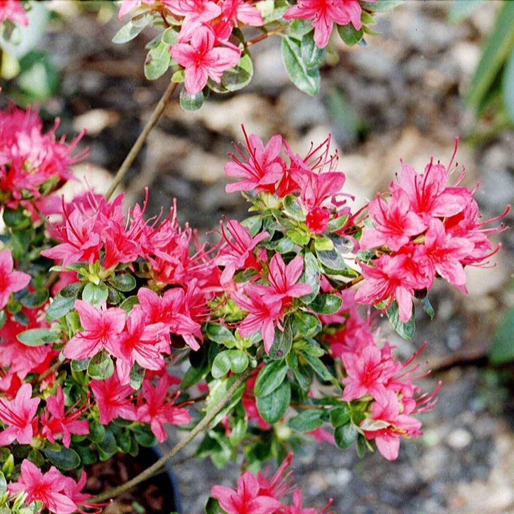 Ima Shojo Evergreen Azalea - Buy Rhododendron Ima Shojo online ...