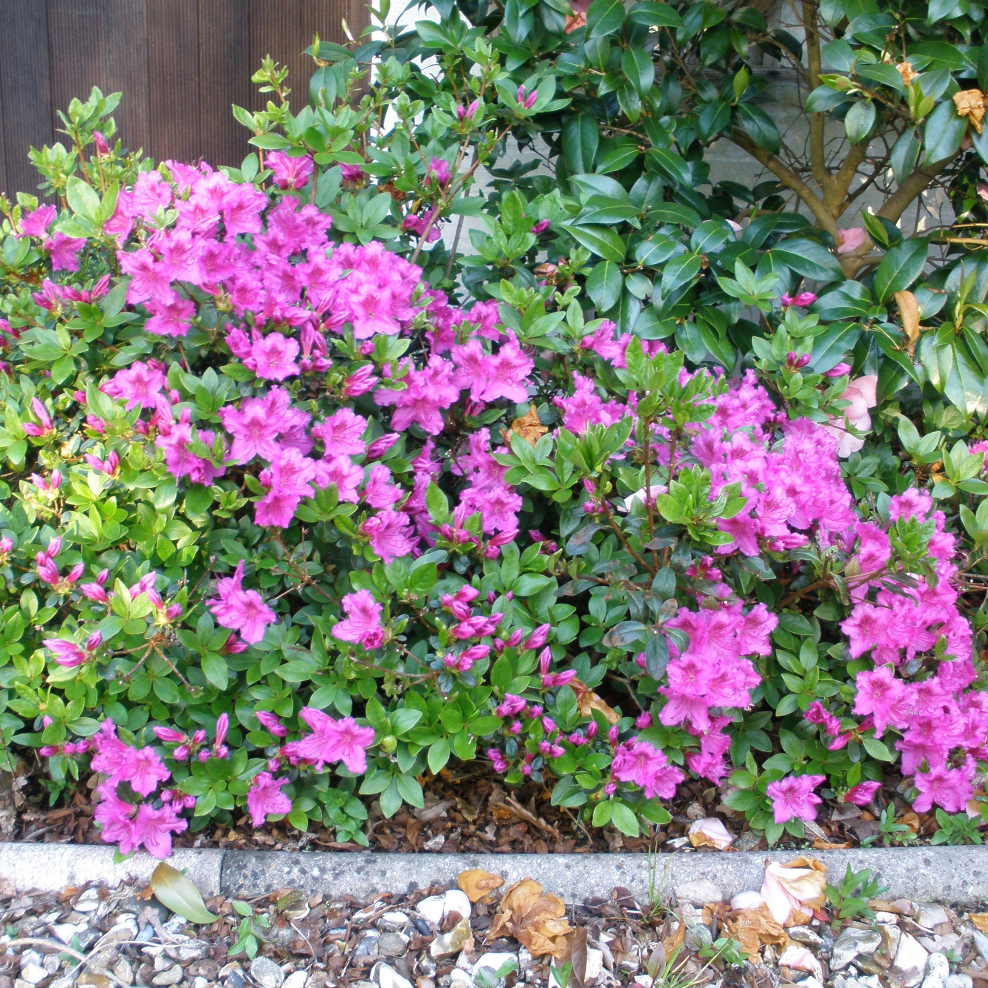 Konigstein Evergreen Azalea - Buy Rhododendron Konigstein online ...