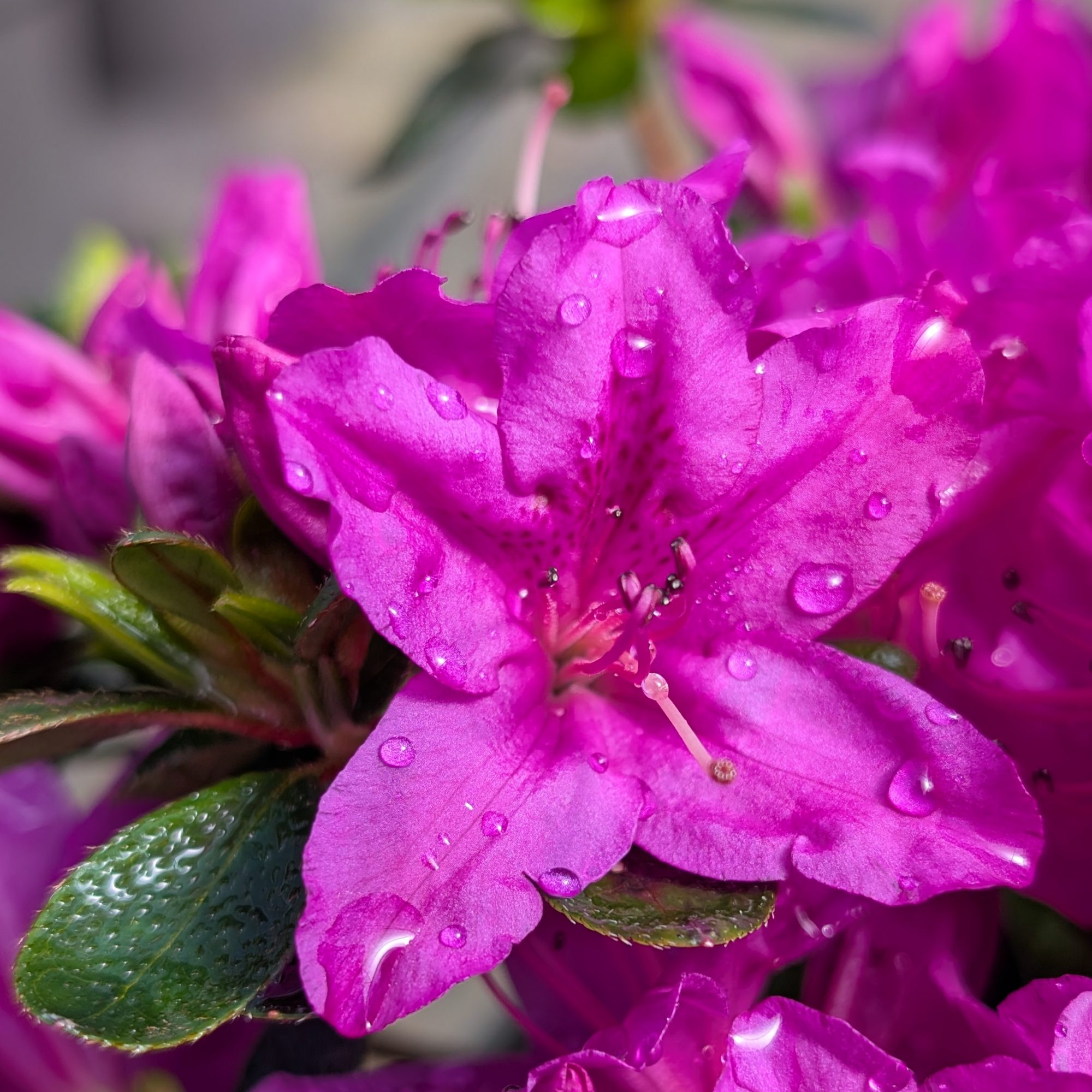 Evergreen Azalea Lady Dark - Evergreen Azaleas - Millais Nurseries