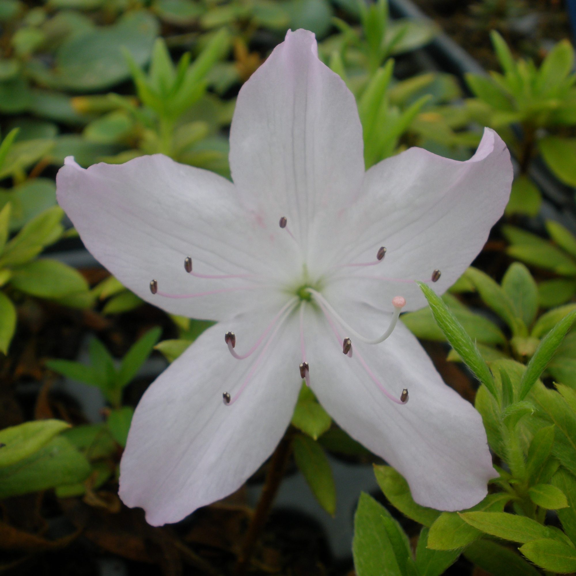 Buy Evergreen Azalea Liliatum - Evergreen Azalea Liliatum online ...