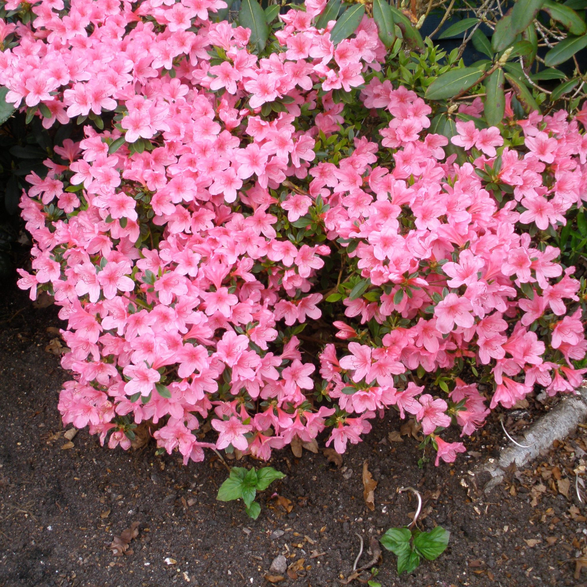 Madame van Hecke Evergreen Azalea - Buy Rhododendron Madame van Hecke ...