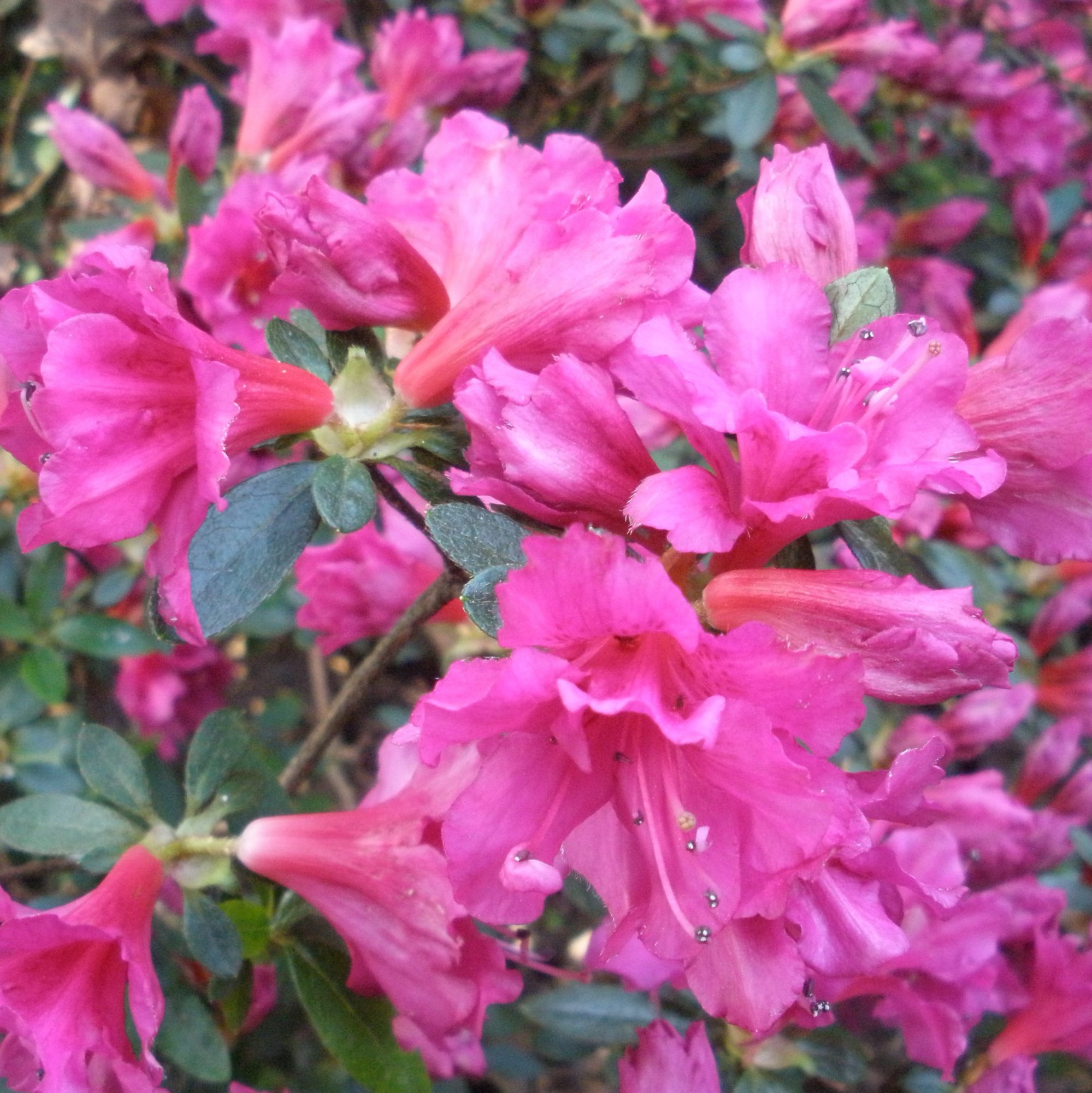 Magic Flute Evergreen Azalea - Buy Rhododendron Magic Flute online ...