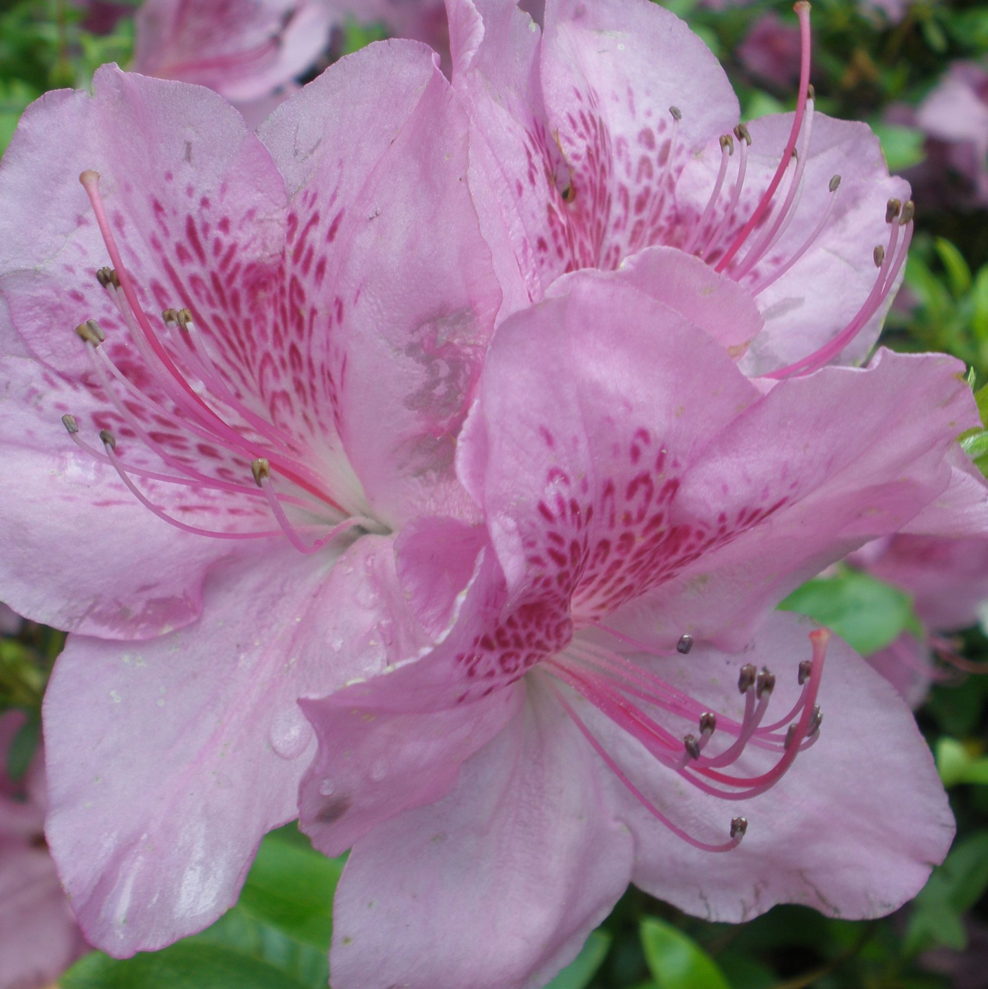 Merlin Evergreen Azalea - Buy Rhododendron Merlin online - Millais ...