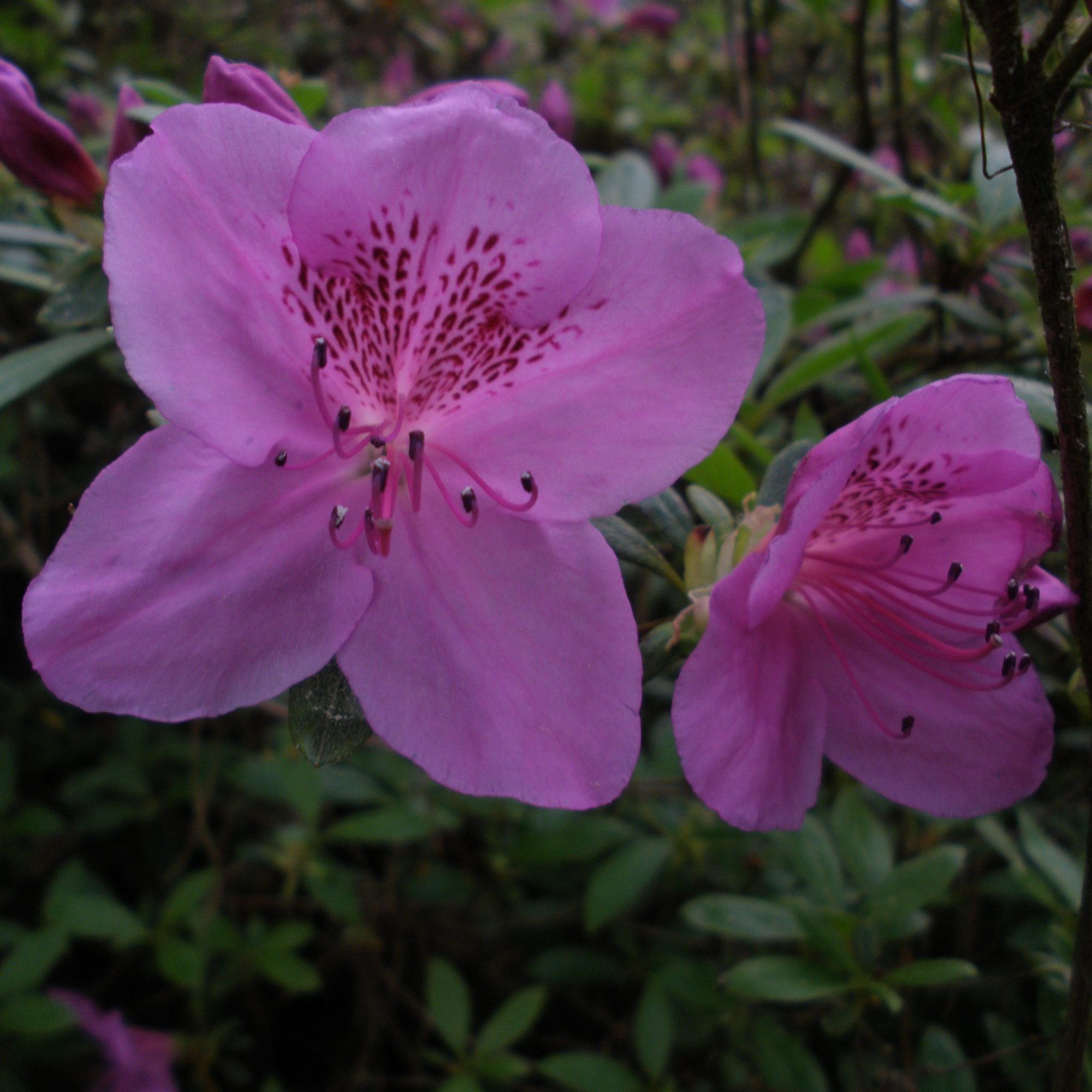 Merlin Evergreen Azalea - Buy Rhododendron Merlin online - Millais ...