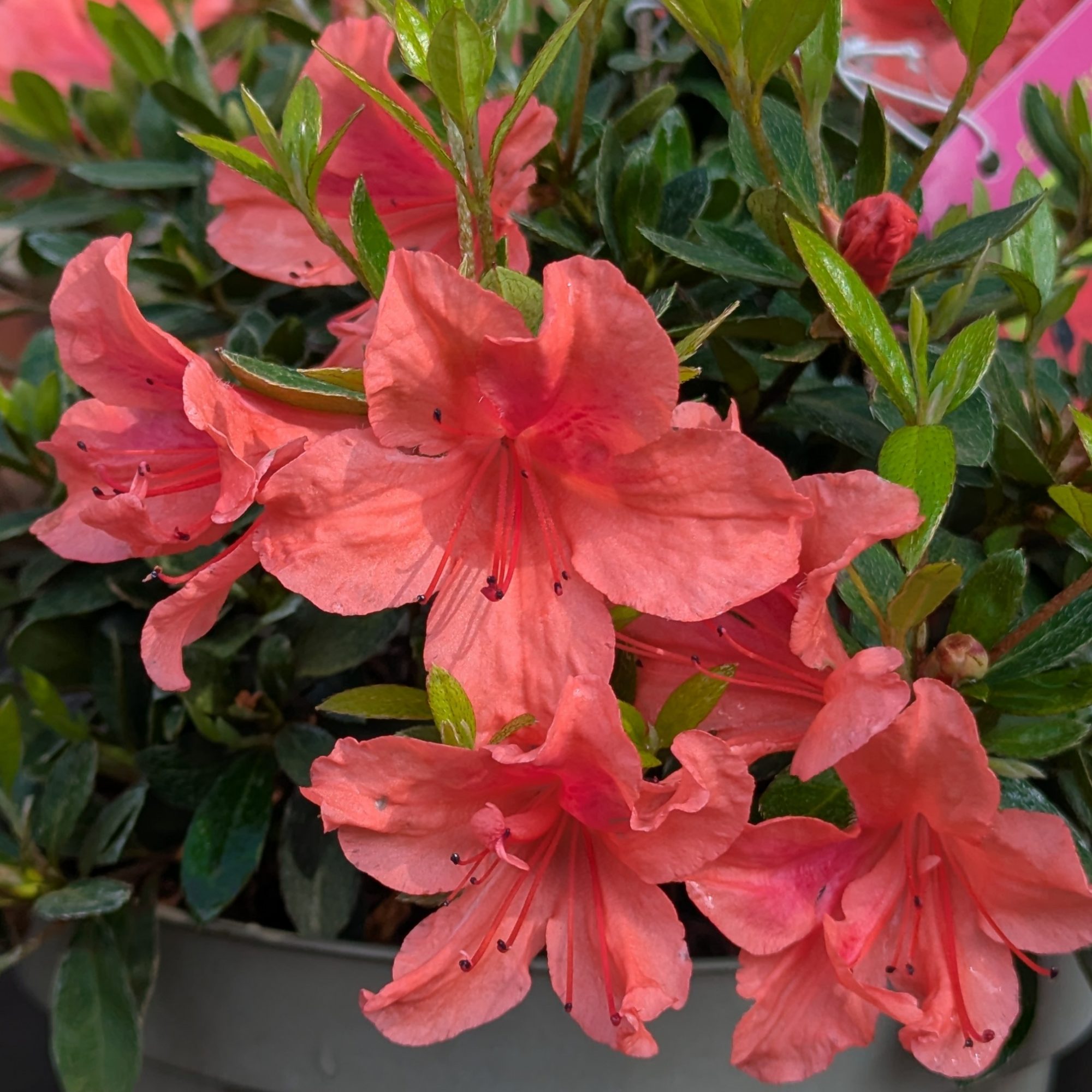 nakaharae Evergreen Azalea - Buy Rhododendron nakaharae online ...