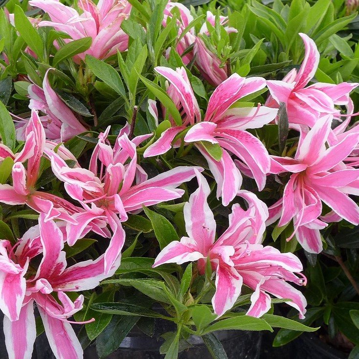 Evergreen Azalea Pink Spider - Millais Nurseries