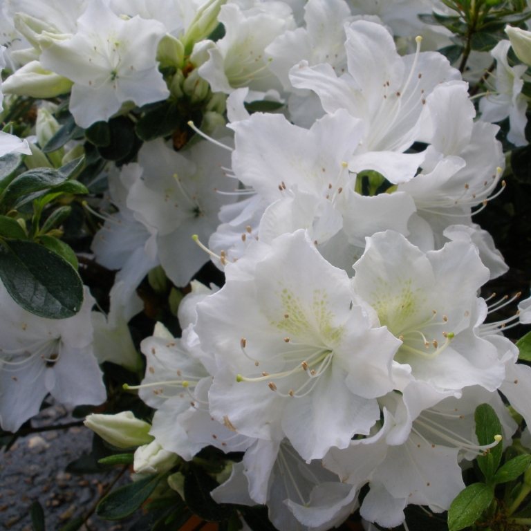 Azalea Pleasant White - Buy Pleasant White Rhododendrons online ...