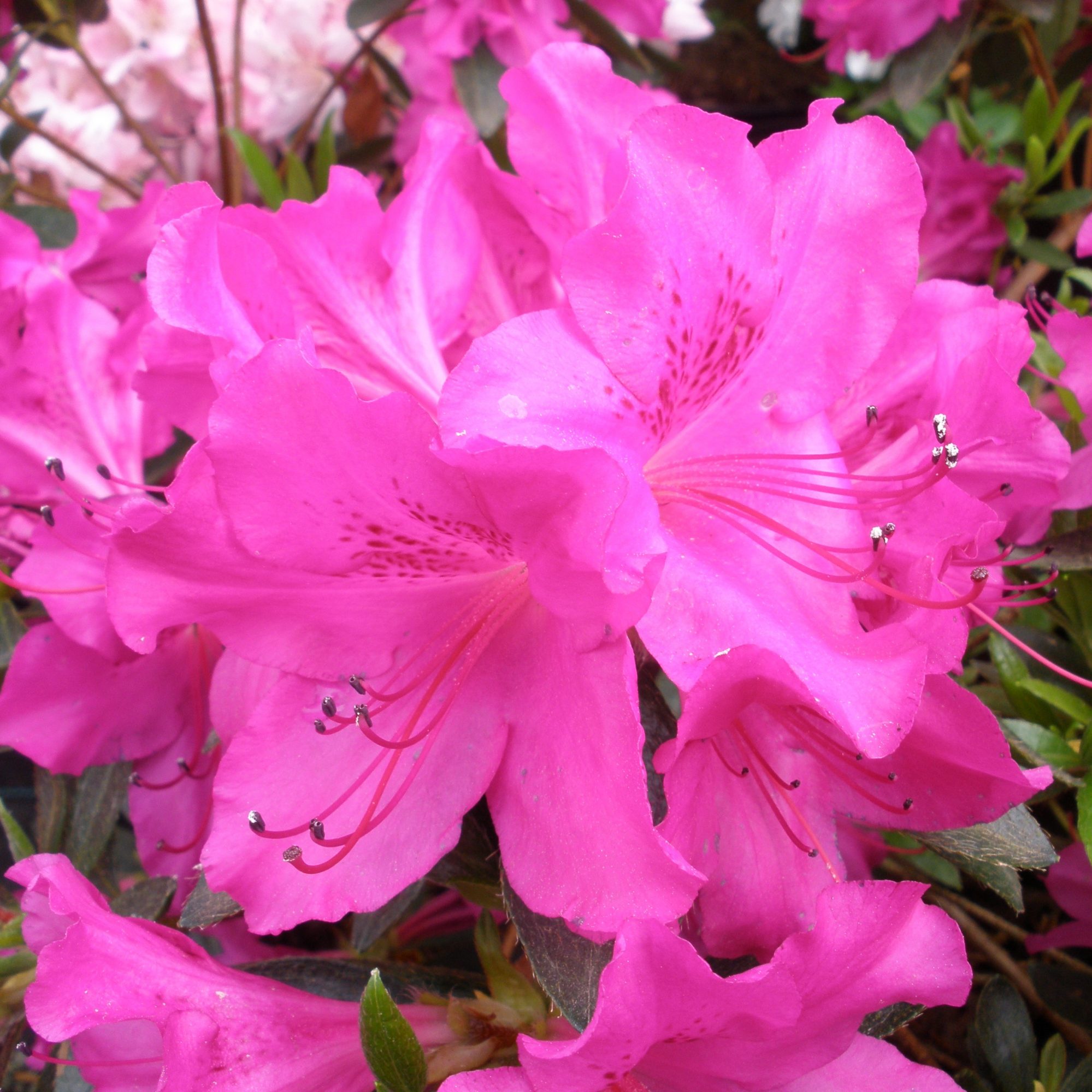 Purple Triumph Evergreen Azalea - Guy Rhododendron Purple Triumph ...