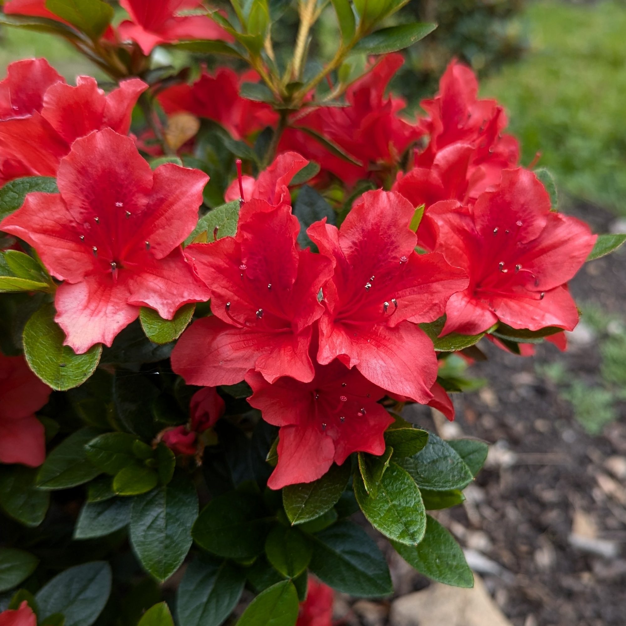 Evergreen Azalea Racoon - Millais Nurseries