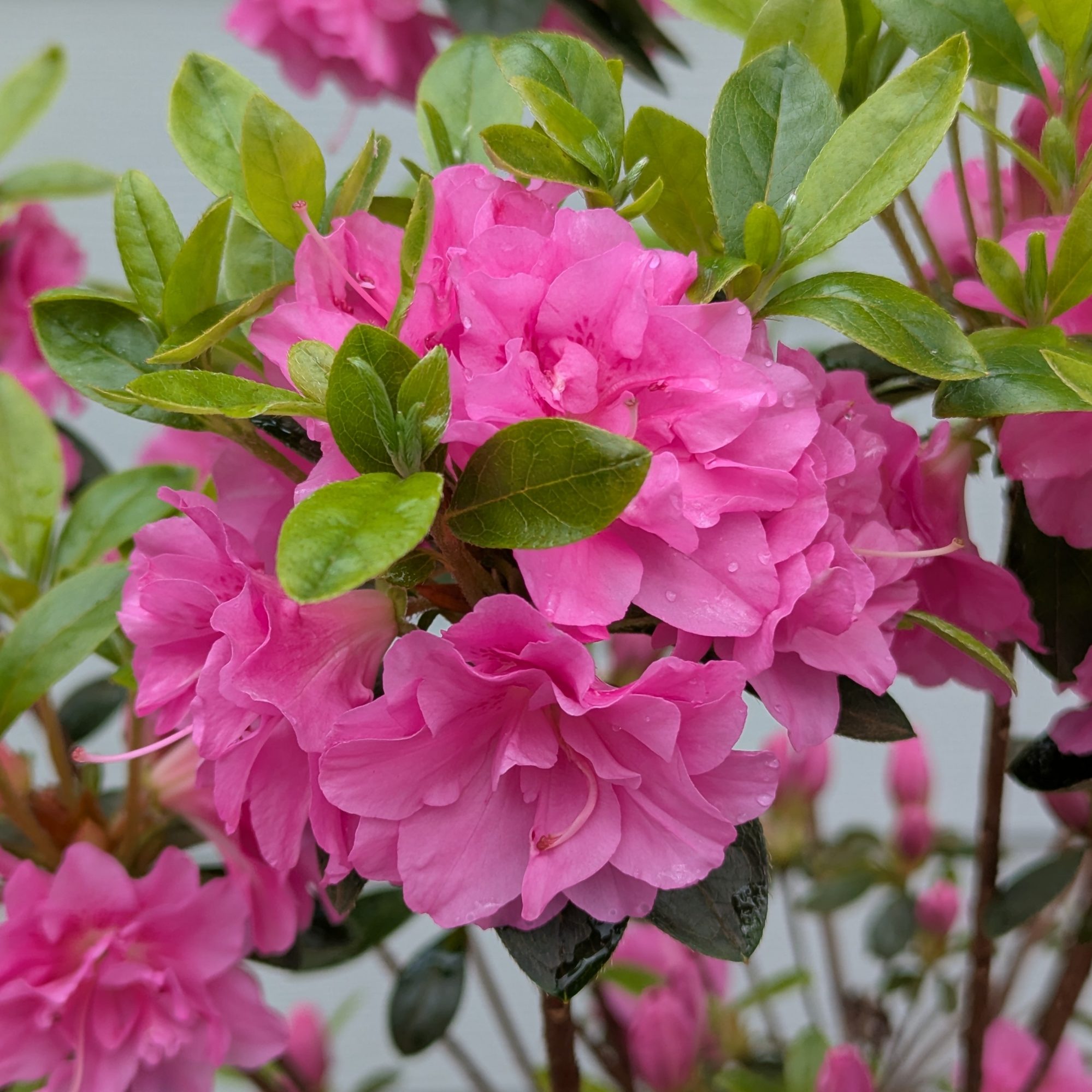 Rosinetta Evergreen Azalea - Buy Rhododendron Rosinetta online ...