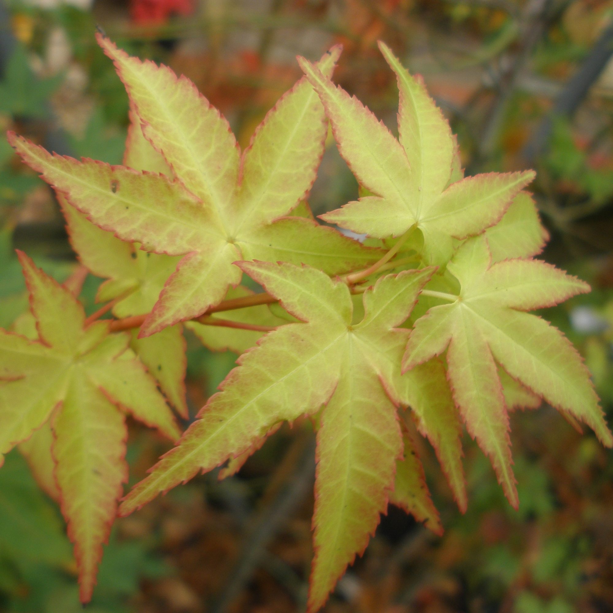Acer palmatum 'Aureum' - Buy Golden Japanese Maples Online - Millais ...
