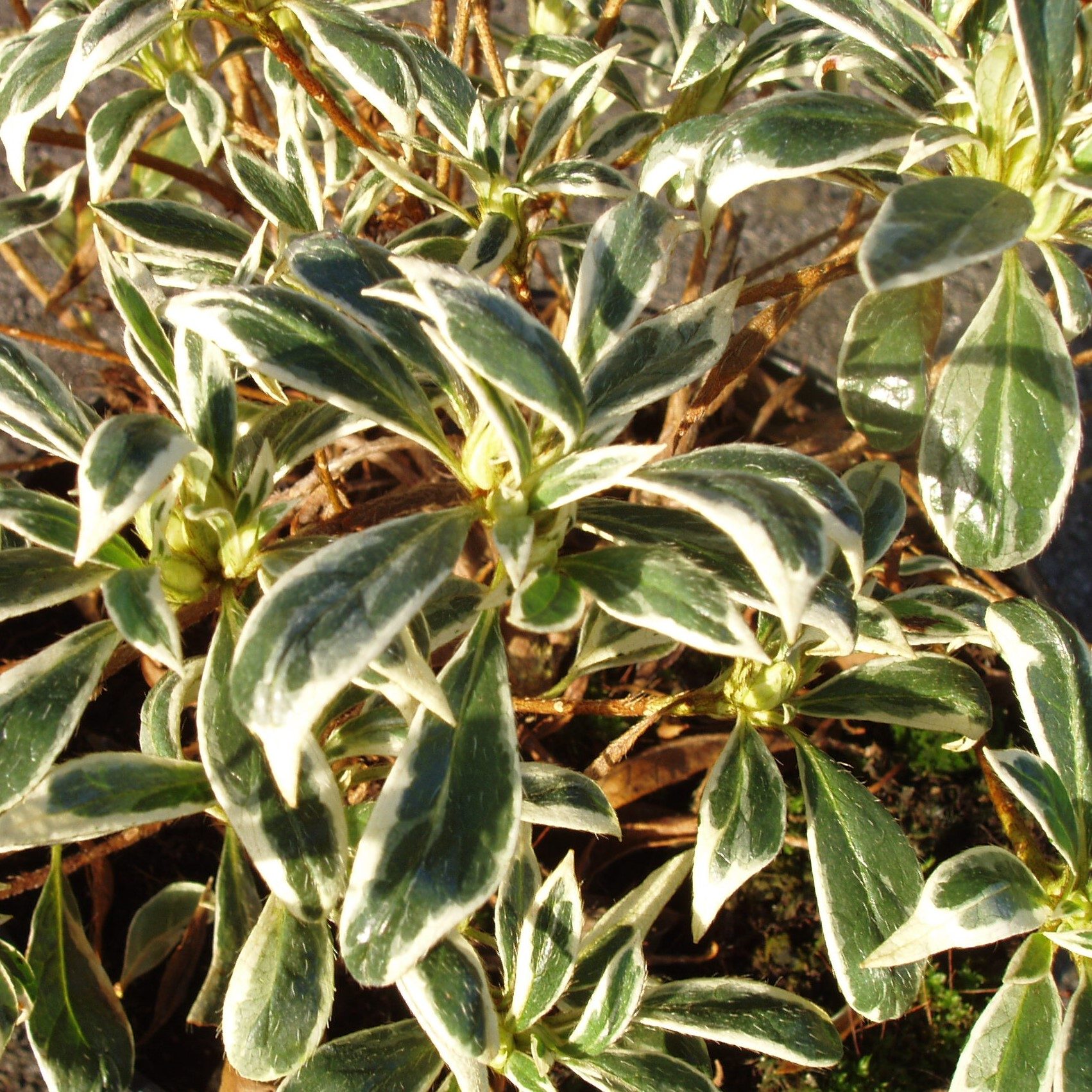 Salmon's Leap Evergreen Azalea - Buy Rhododendron Salmon's Leap online ...