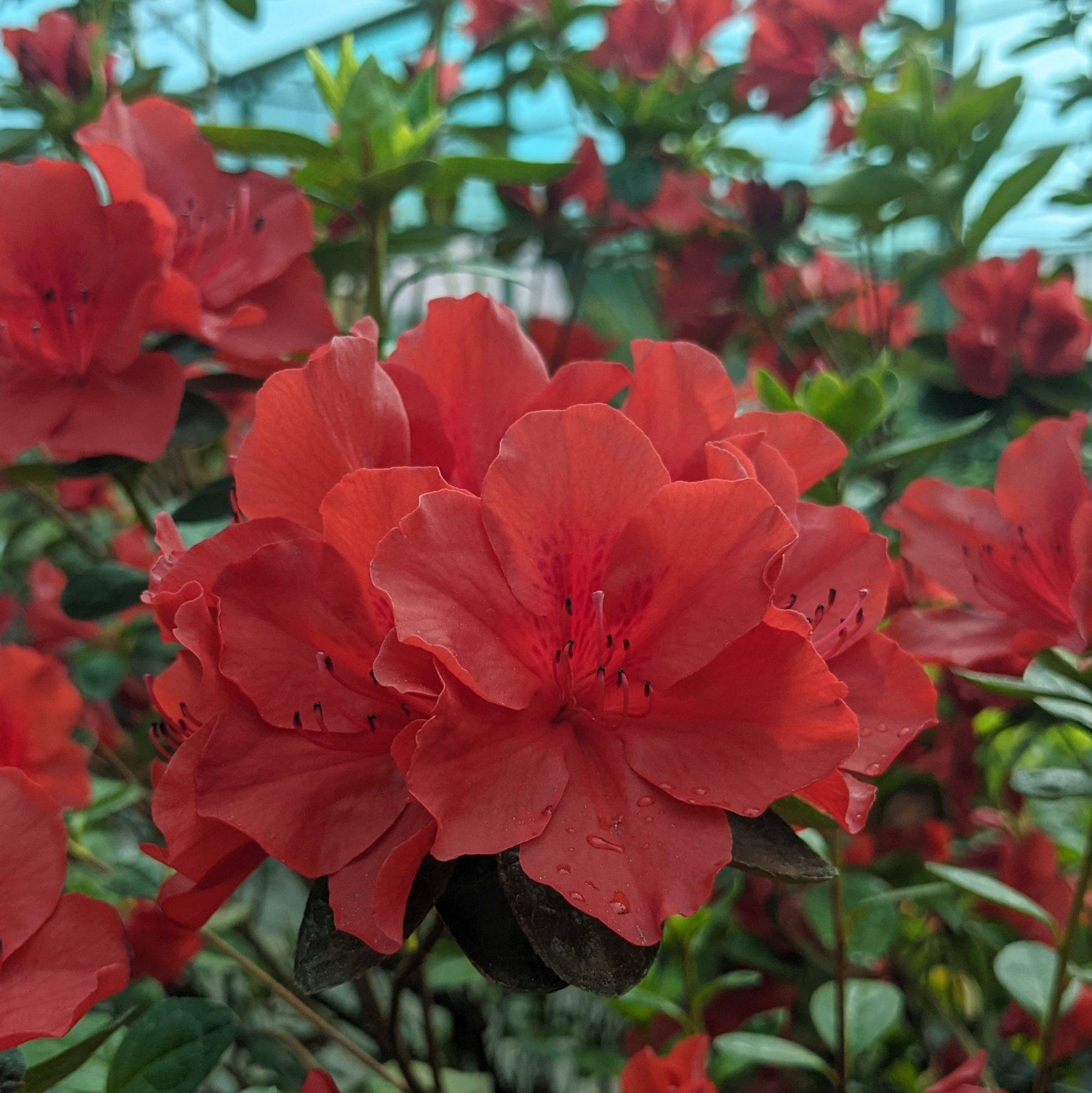 Santa Maria Evergreen Azalea - Buy Rhododendron Santa Maria online ...