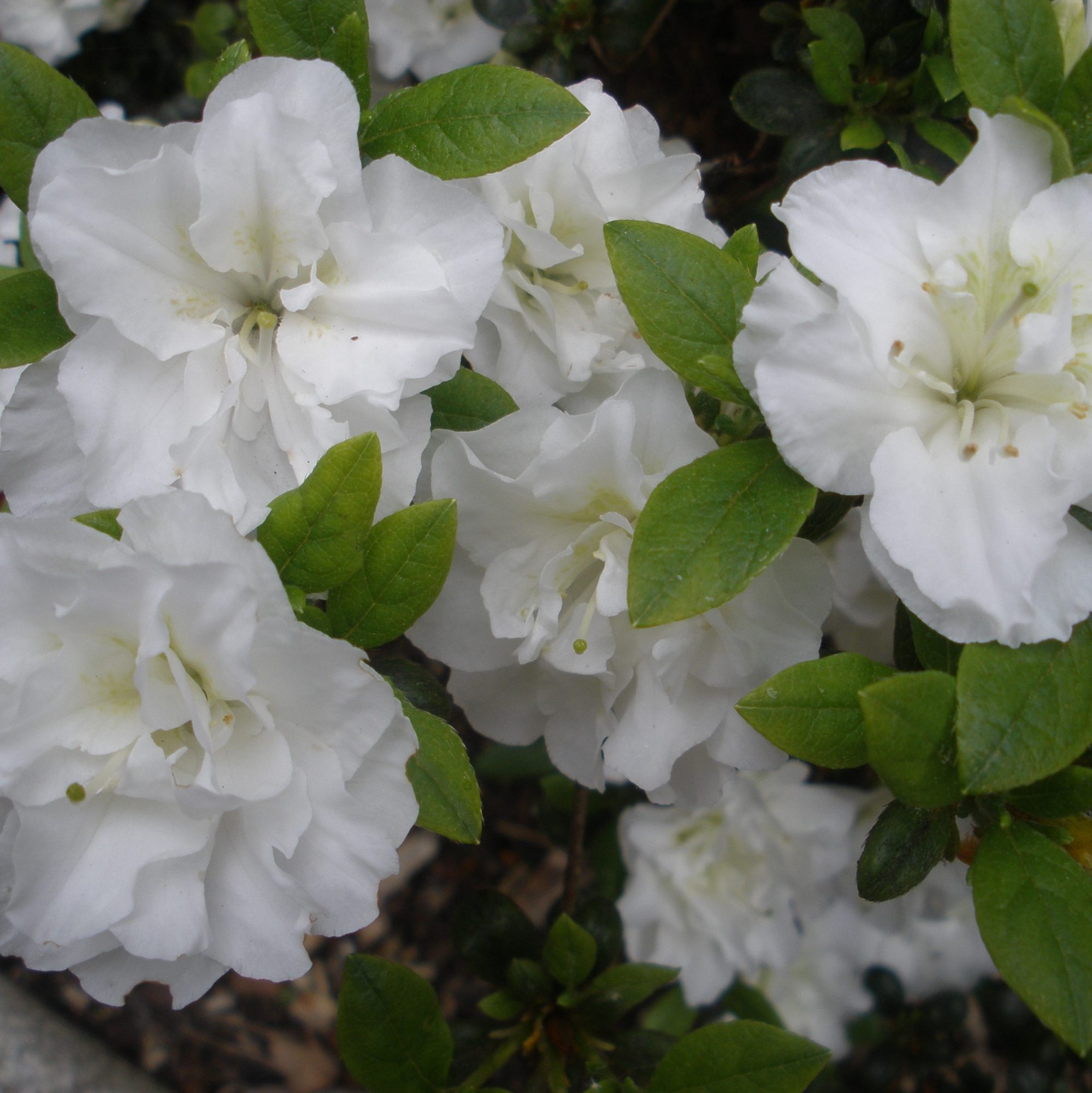 Schneeperle Evergreen Azalea - Buy Rhododendron Schneeperle online ...