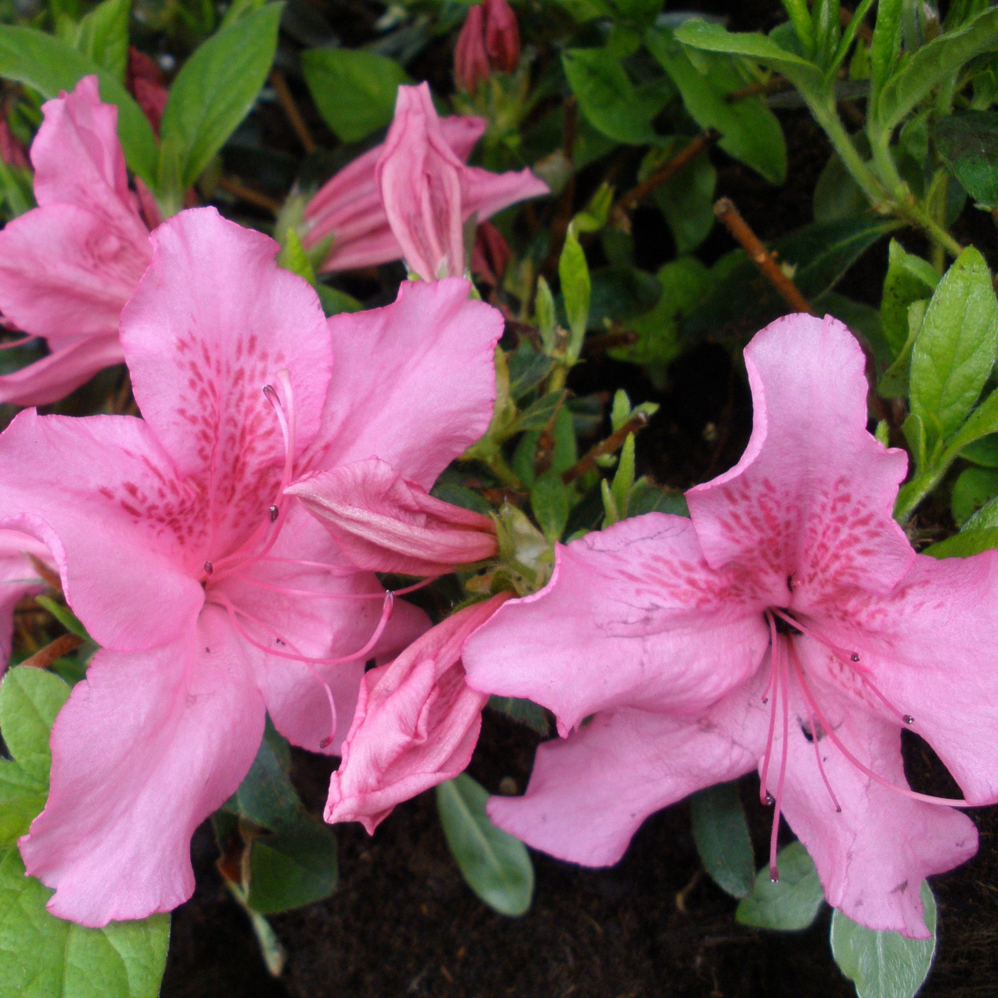 Shelley Evergreen Azalea - Buy Rhododendron Shelley online - Millais ...