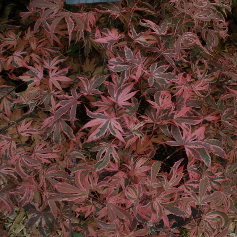 Buy Acer palmatum 'Shirazz' - Acer palmatum 'Shirazz' online - Millais ...