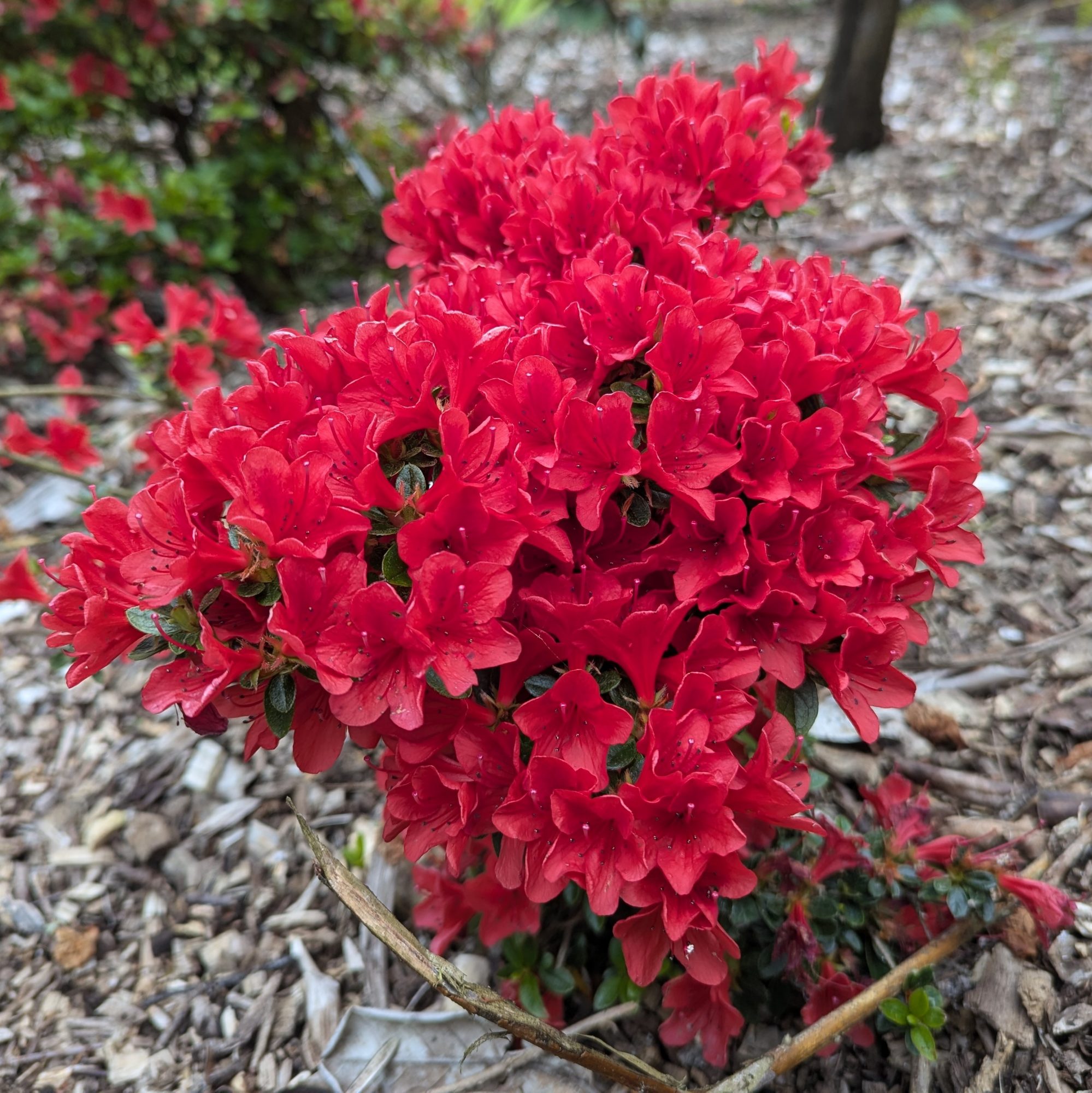 Squirrel Evergreen Azalea - Buy Rhododendron Squirrel online - Millais ...