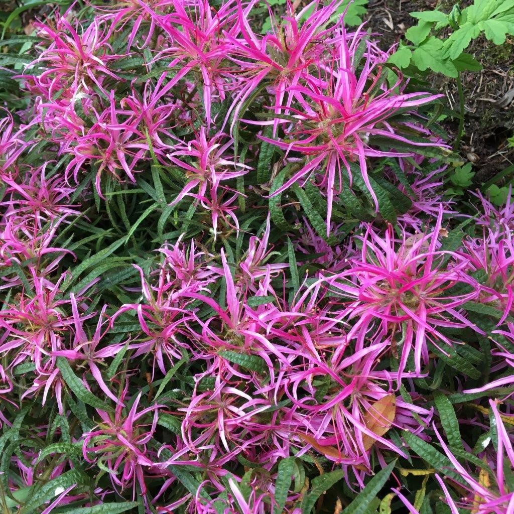 stenopetalum 'Linearifolium' Azalea - Buy Rhododendron stenopetalum ...