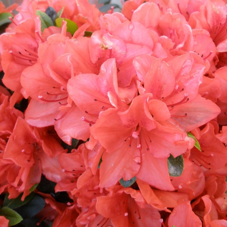Torchlight Evergreen Azalea - Buy Rhododendron Torchlight online ...