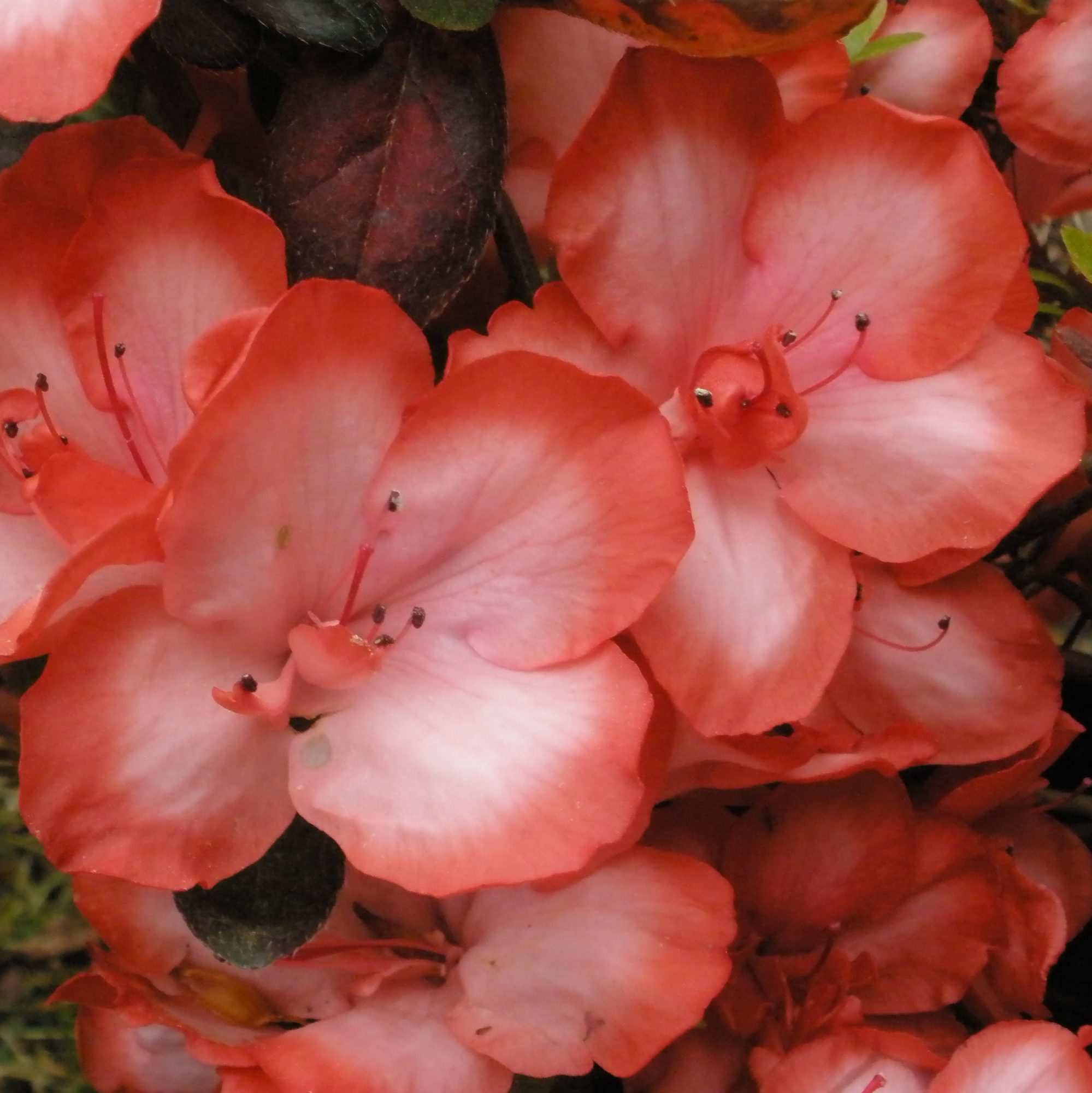 Valentine Surprise Evergreen Azalea - Buy Rhododendron Alentine ...