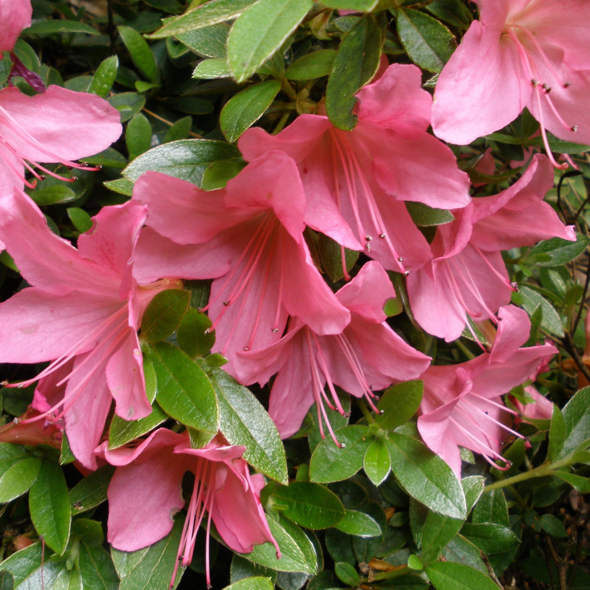 Wombat Evergreen Azalea - Buy Rhododendron Wombat online - Millais ...