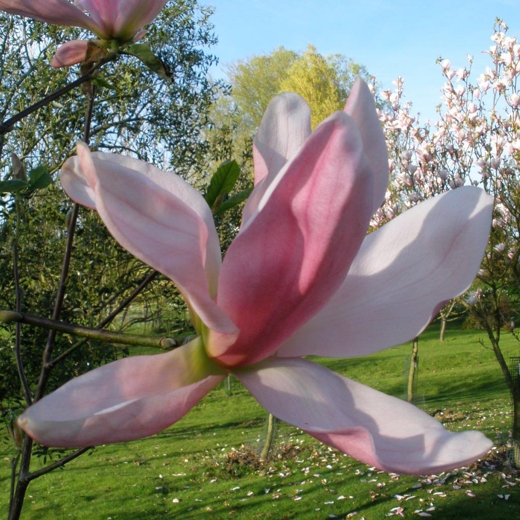 Magnolia Daybreak - Buy Daybreak Magnolias online - Millais Nurseries
