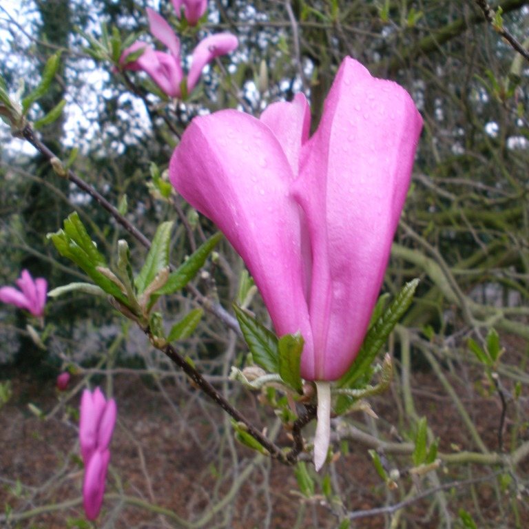 'Jane' Magnolias - Buy Magnolia 'Jane' Online - Millais Nurseries