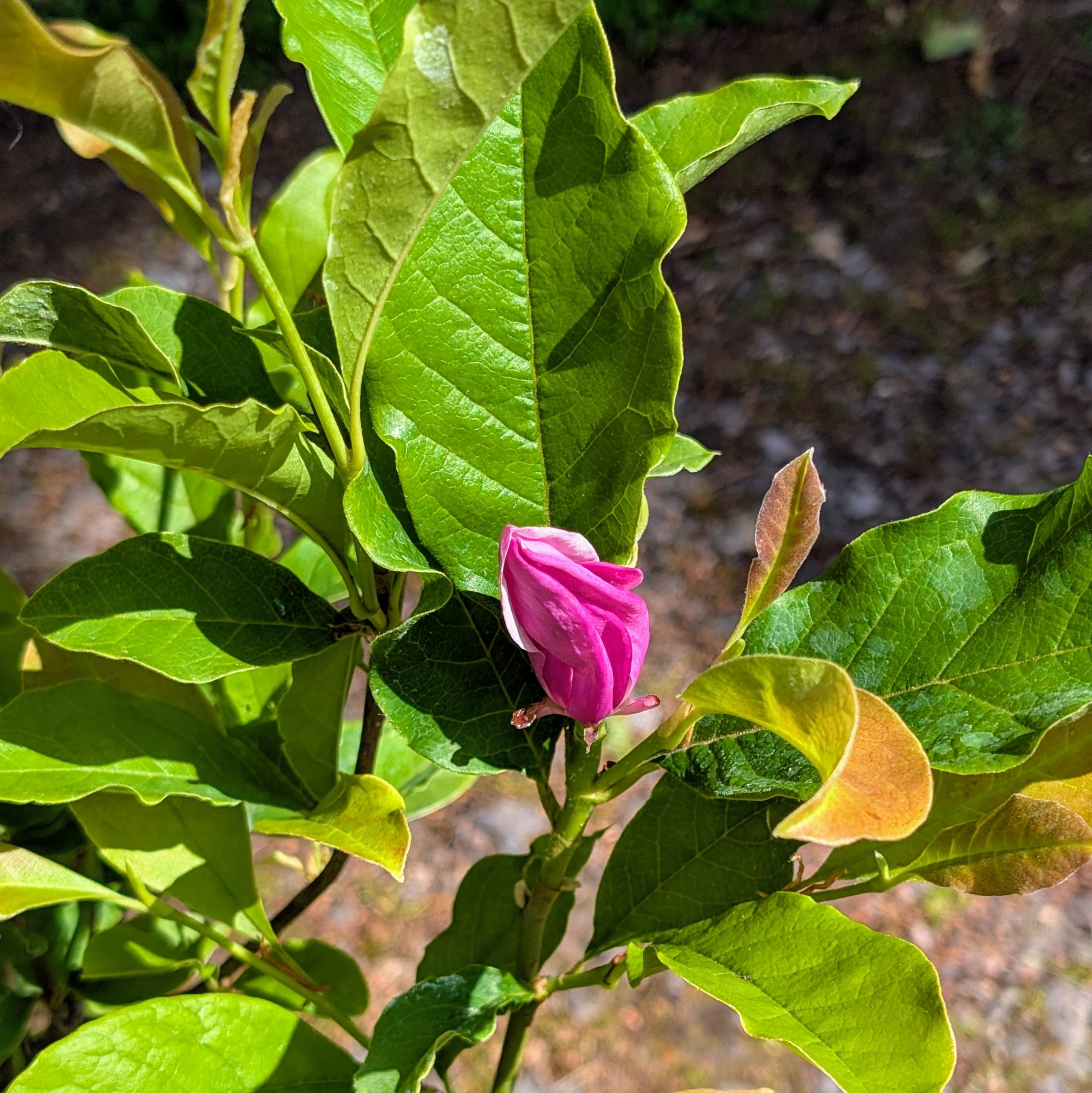 'Nigra' Magnolias - Buy Magnolia liliiflora 'Nigra' Online - Millais ...