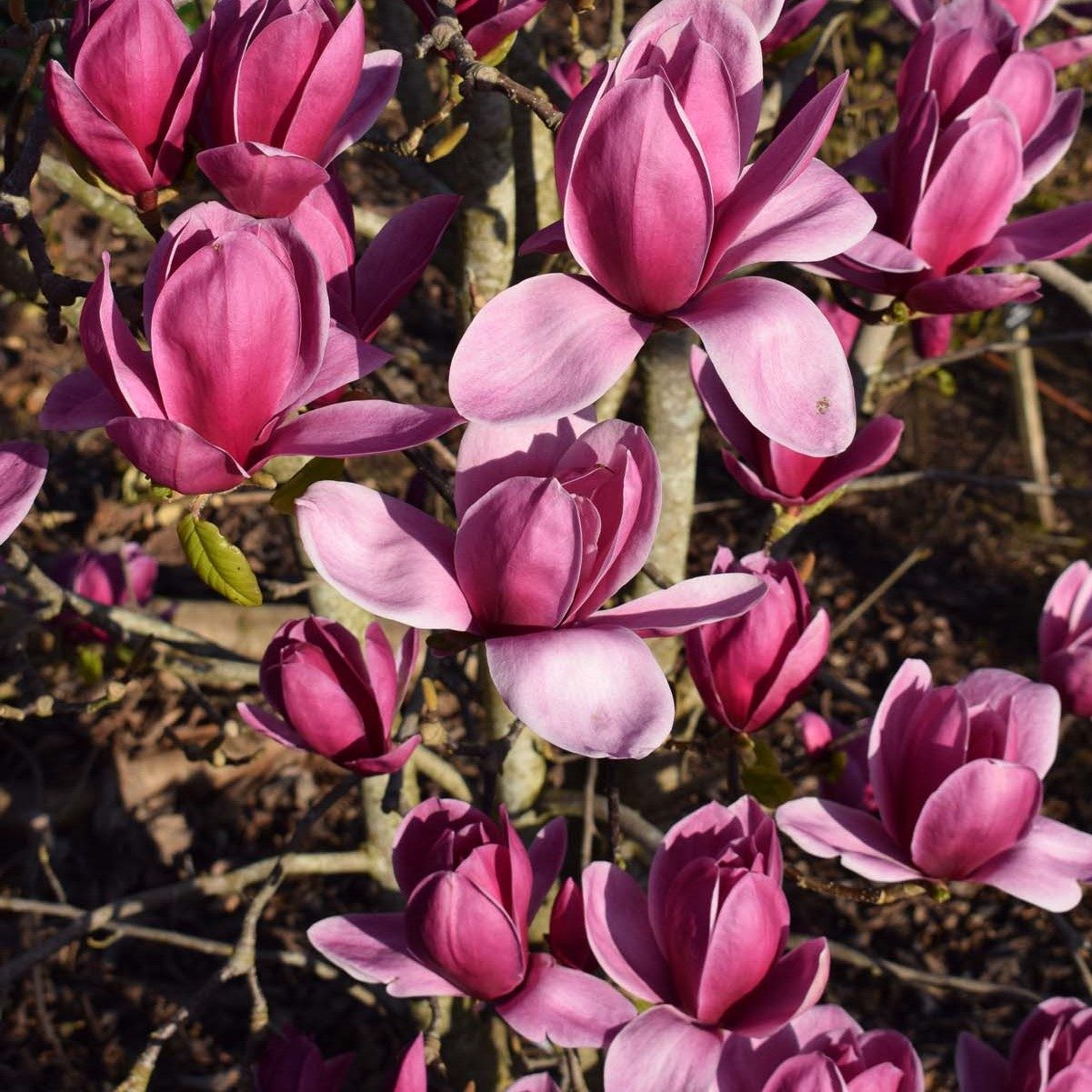 Magnolia Shirazz - buy Shirazz Magnolias online - Millais Nurseries