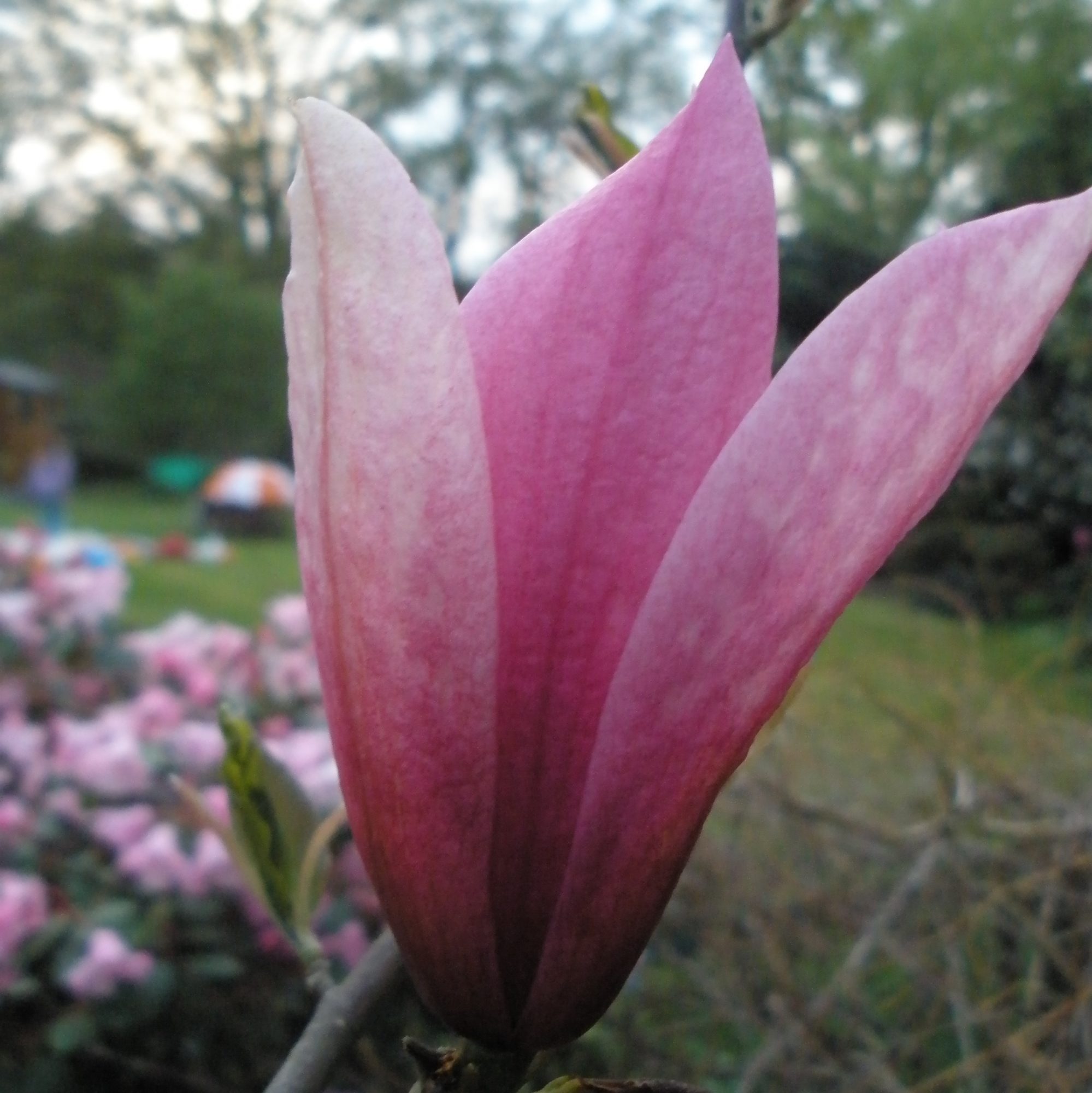 Spectrum Magnolias - Buy Magnolia 'Spectrum' Online - Millais Nurseries