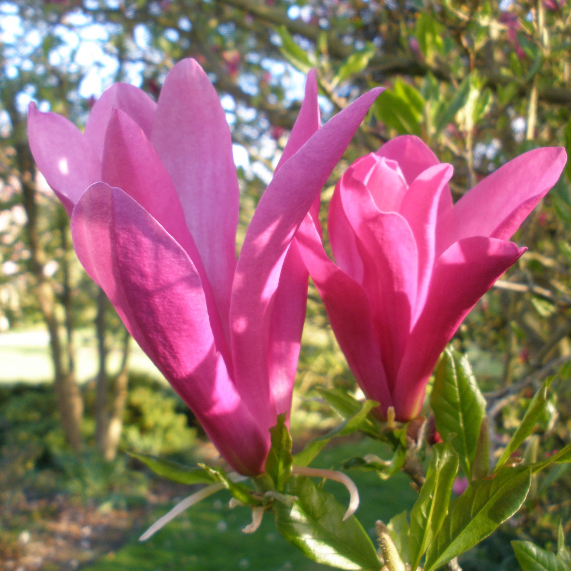 Susan Magnolias - Buy Magnolia 'Susan' AGM Online - Millais Nurseries