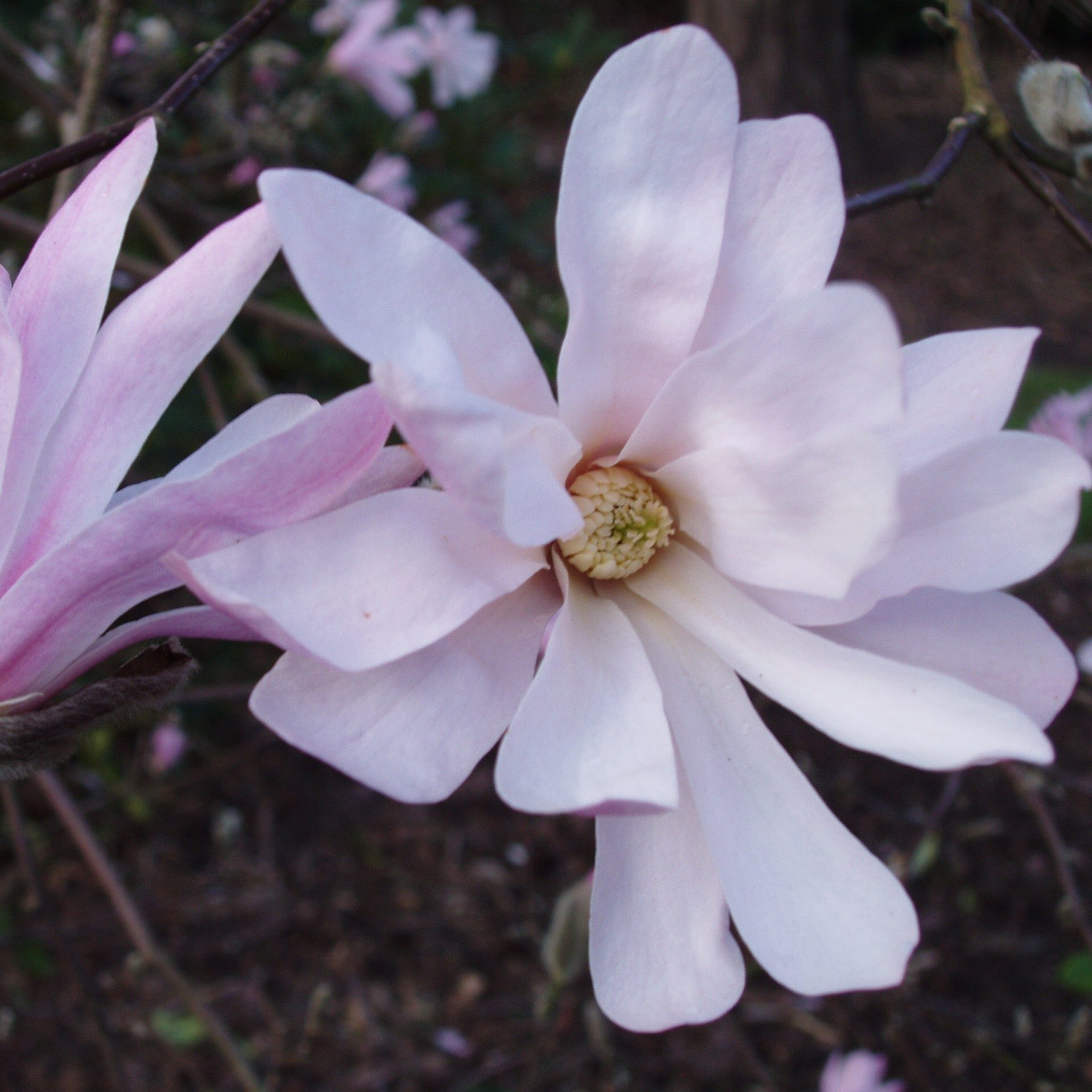 Leonard Messel Magnolias - Buy Magnolia x loebneri 'Leonard Messel ...