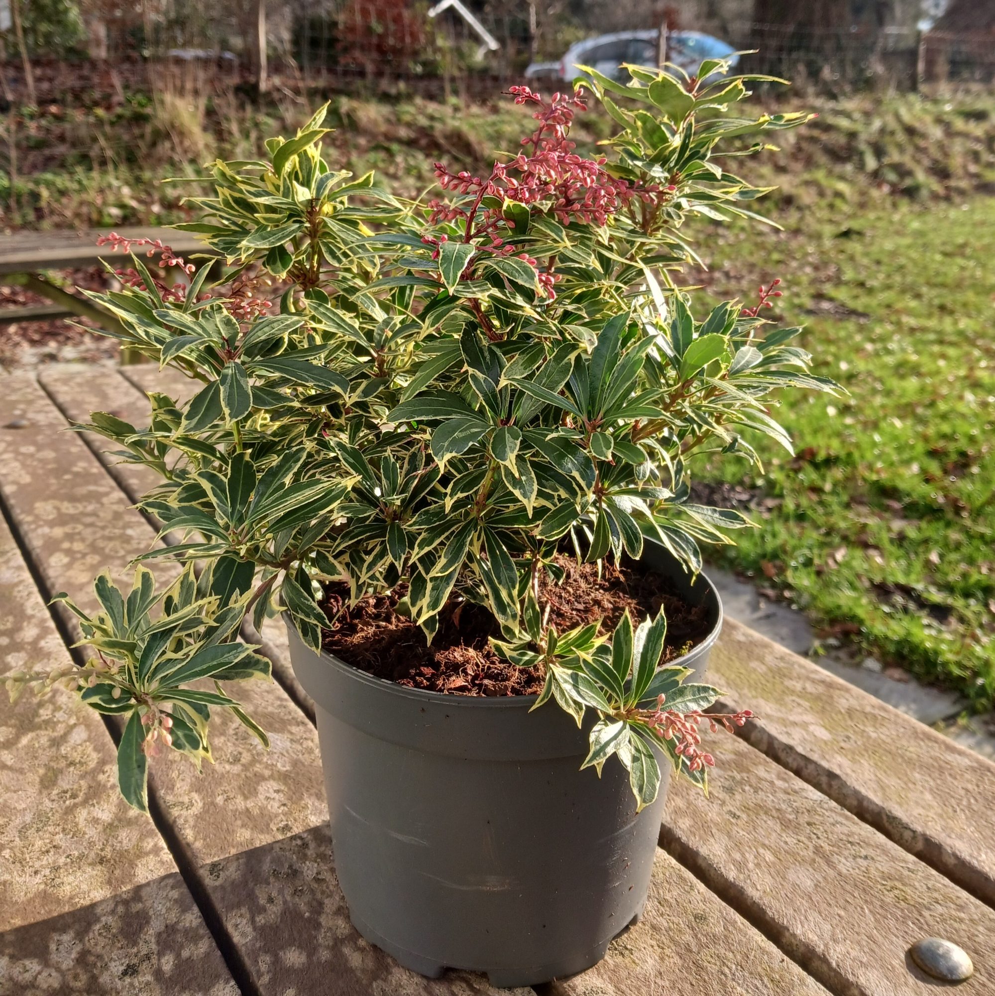 Pieris japonica Variegata - Buy variegated Pieris online - Millais ...
