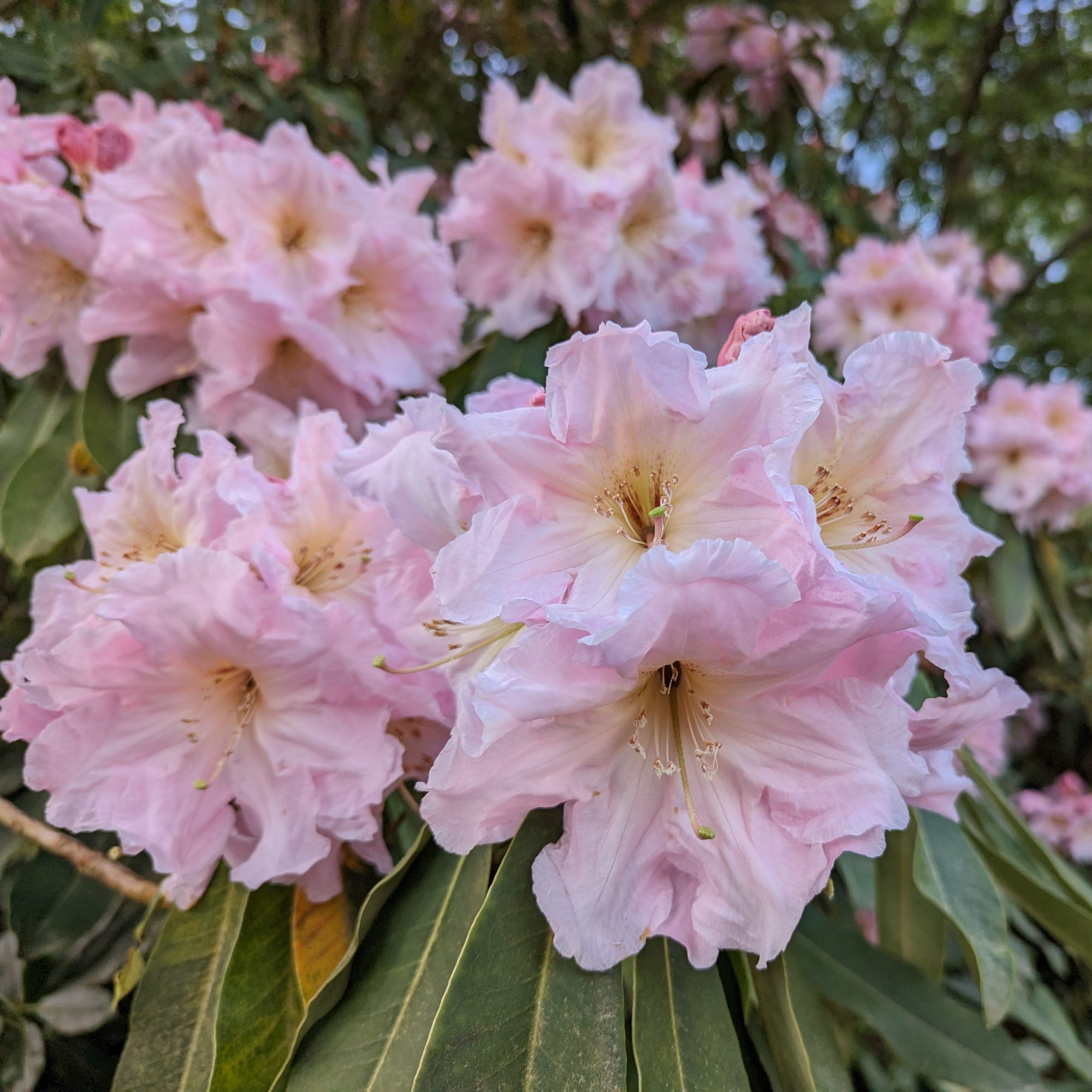 Rhododendron Albatross Townhill - Buy Albatross Townhill Rhododendrons ...