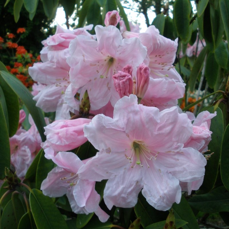 Rhododendron Angelo (KH Pink form) - Buy Angelo Rhododendrons Online ...