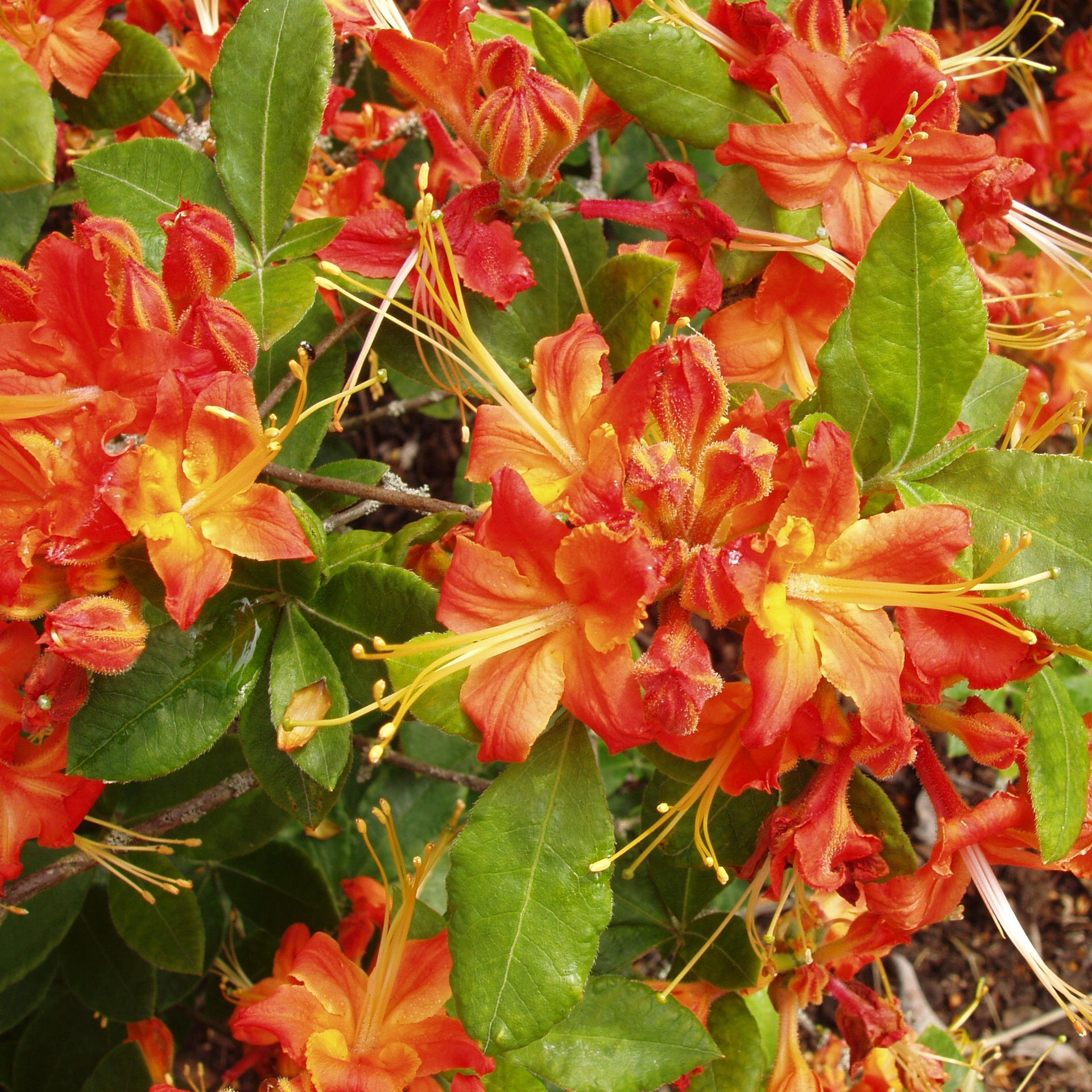Deciduous Azalea calendulaceum 'Orange Red' - Deciduous Azaleas ...