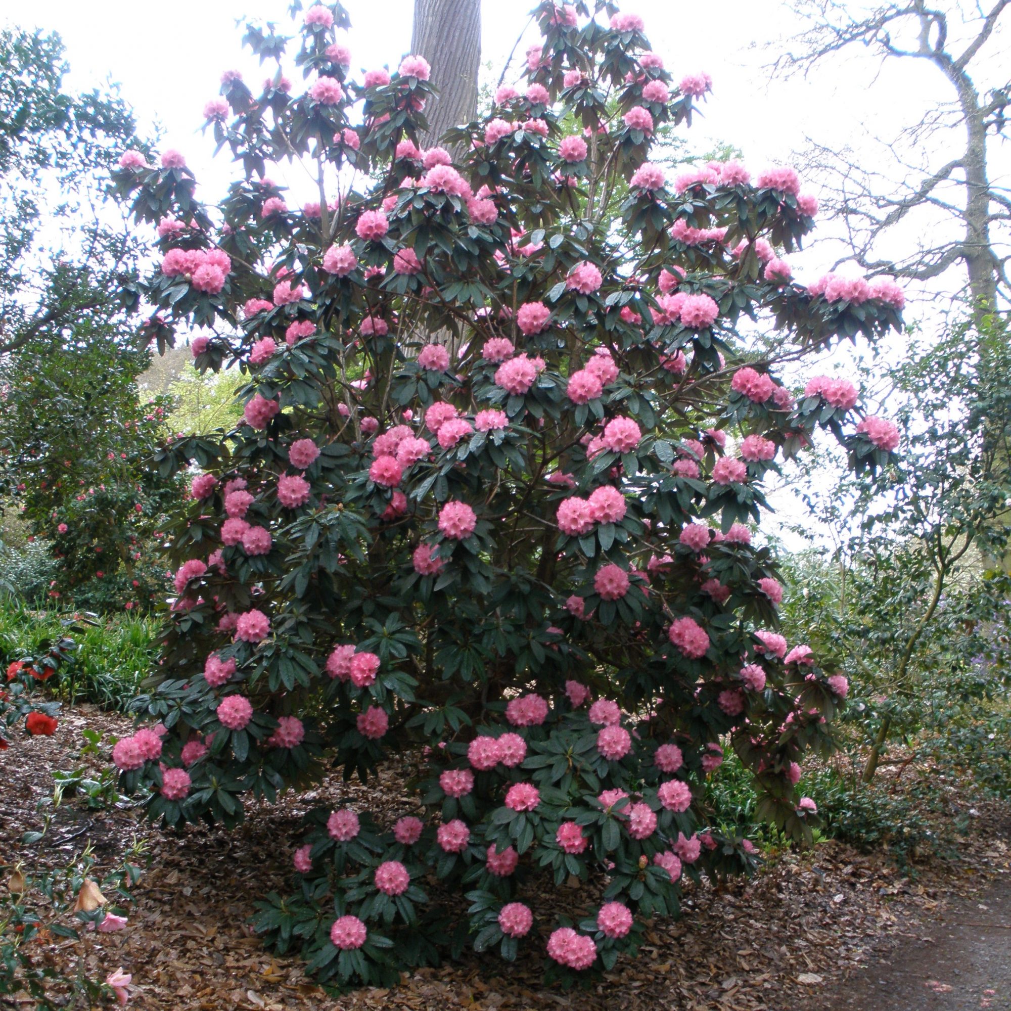 Rhododendron arboreum - Buy arboreum Rhododendrons Online - Millais ...